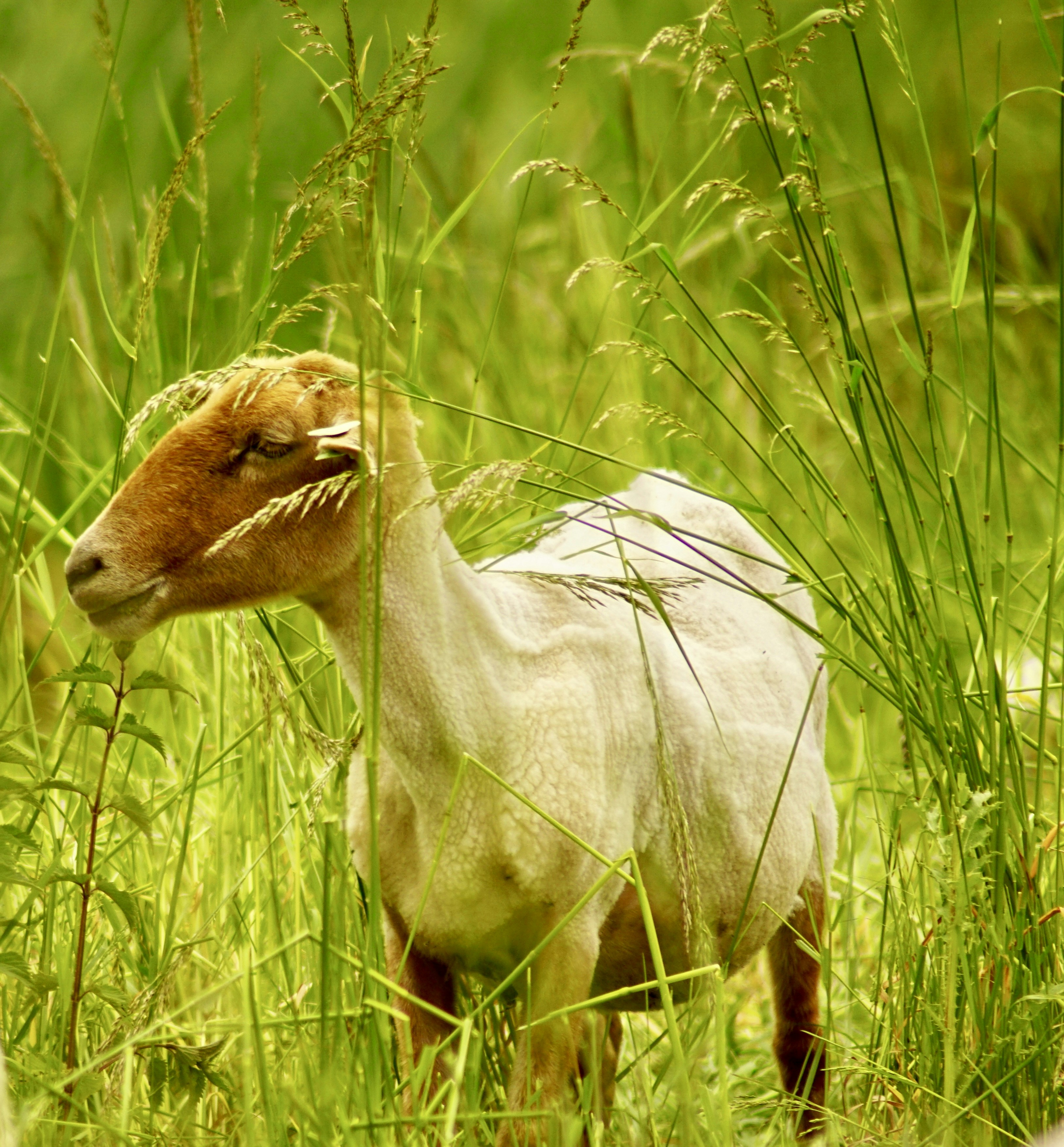 A goat stands amidst tall grass, embodying tranquility in a lush green landscape.