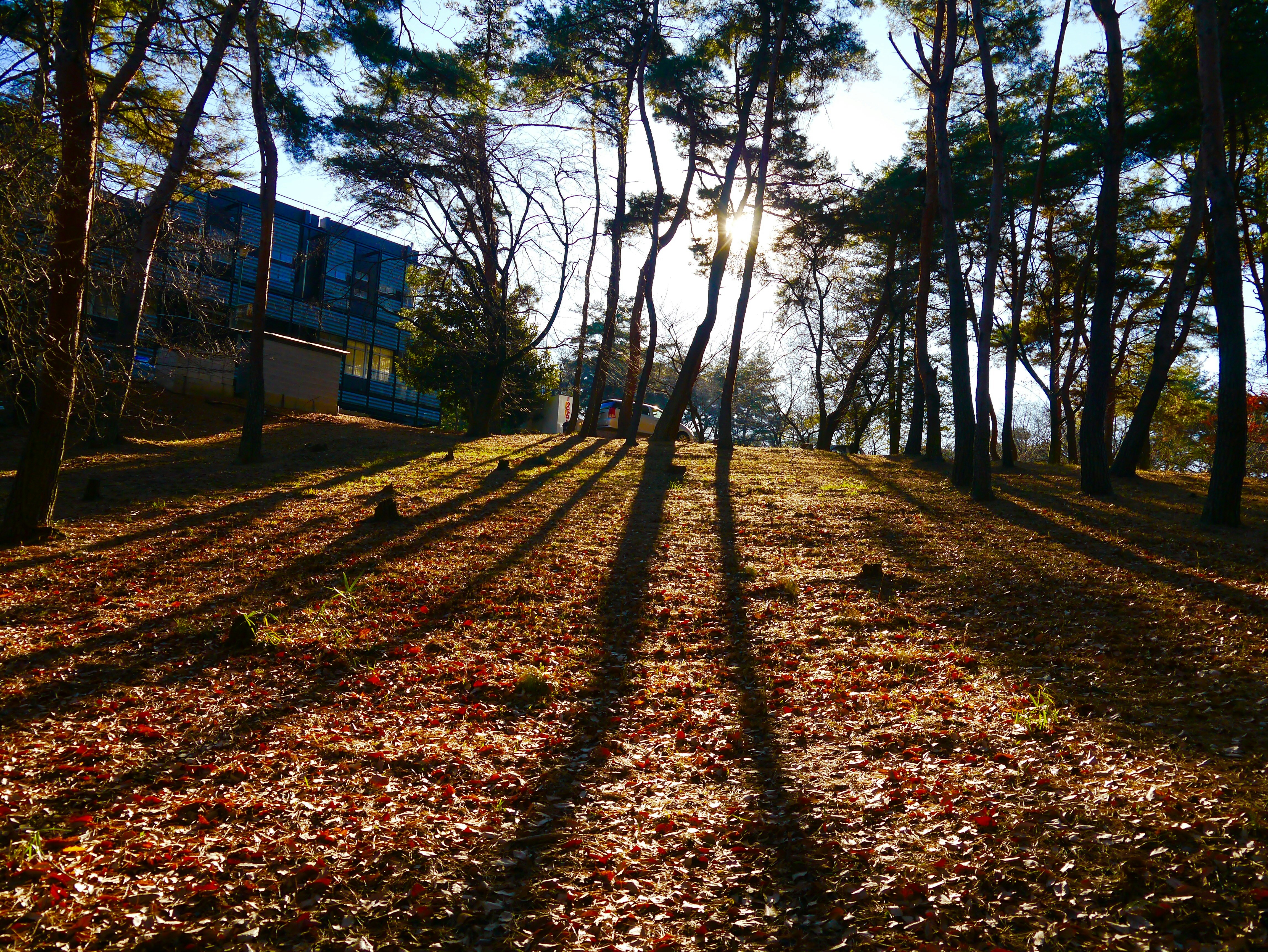 Blue glass building rises among tall pines as autumn leaves blanket the slope. Sunlight breaks through the trunks, casting long shadows across the leaf-strewn ground.