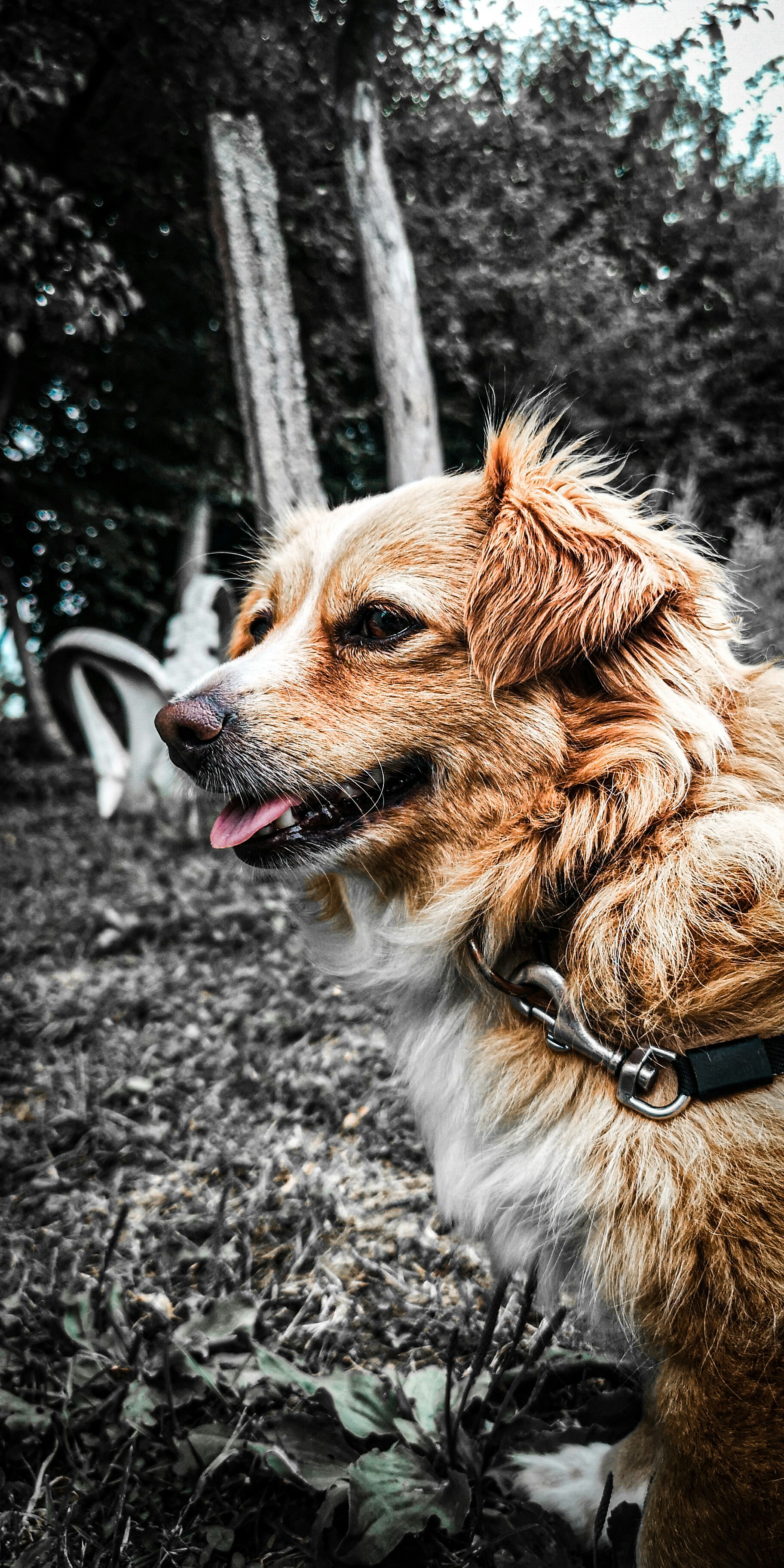 Foto Fotografía selectiva en color de perro marrón – Imagen Animal ...