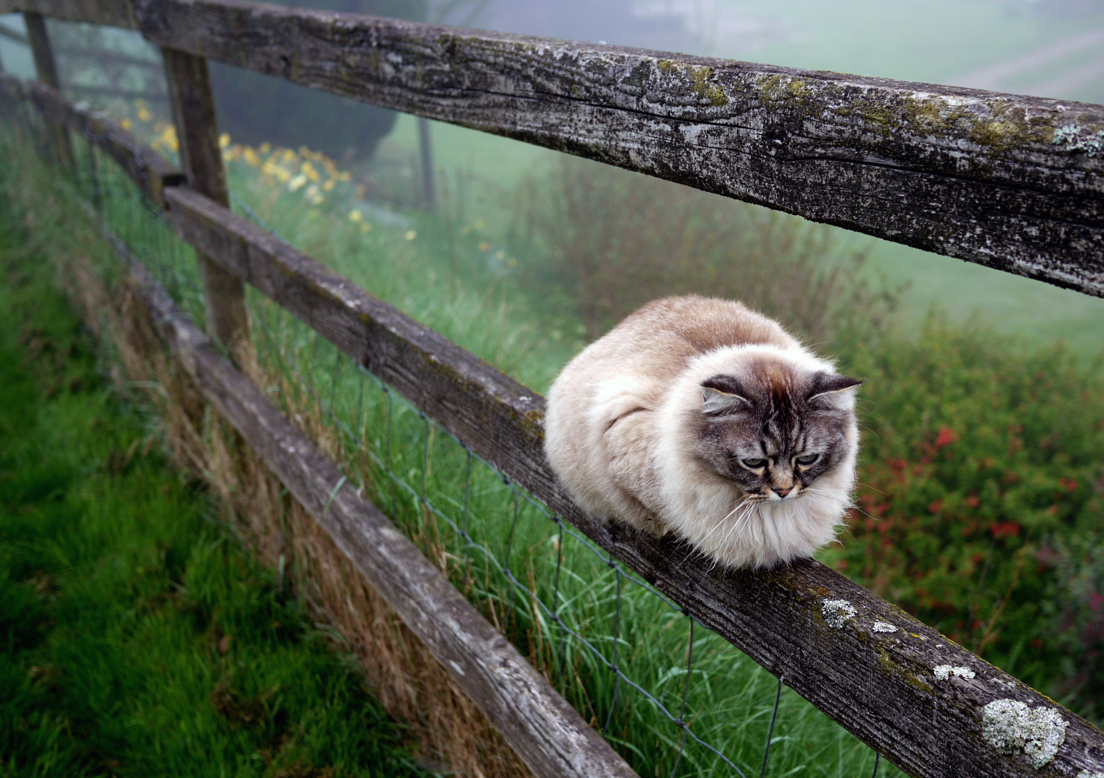 Fluffy cat sits on a weathered wooden fence, surveying a foggy meadow. The scene captures a quiet rural moment with mossy rails and green grass.