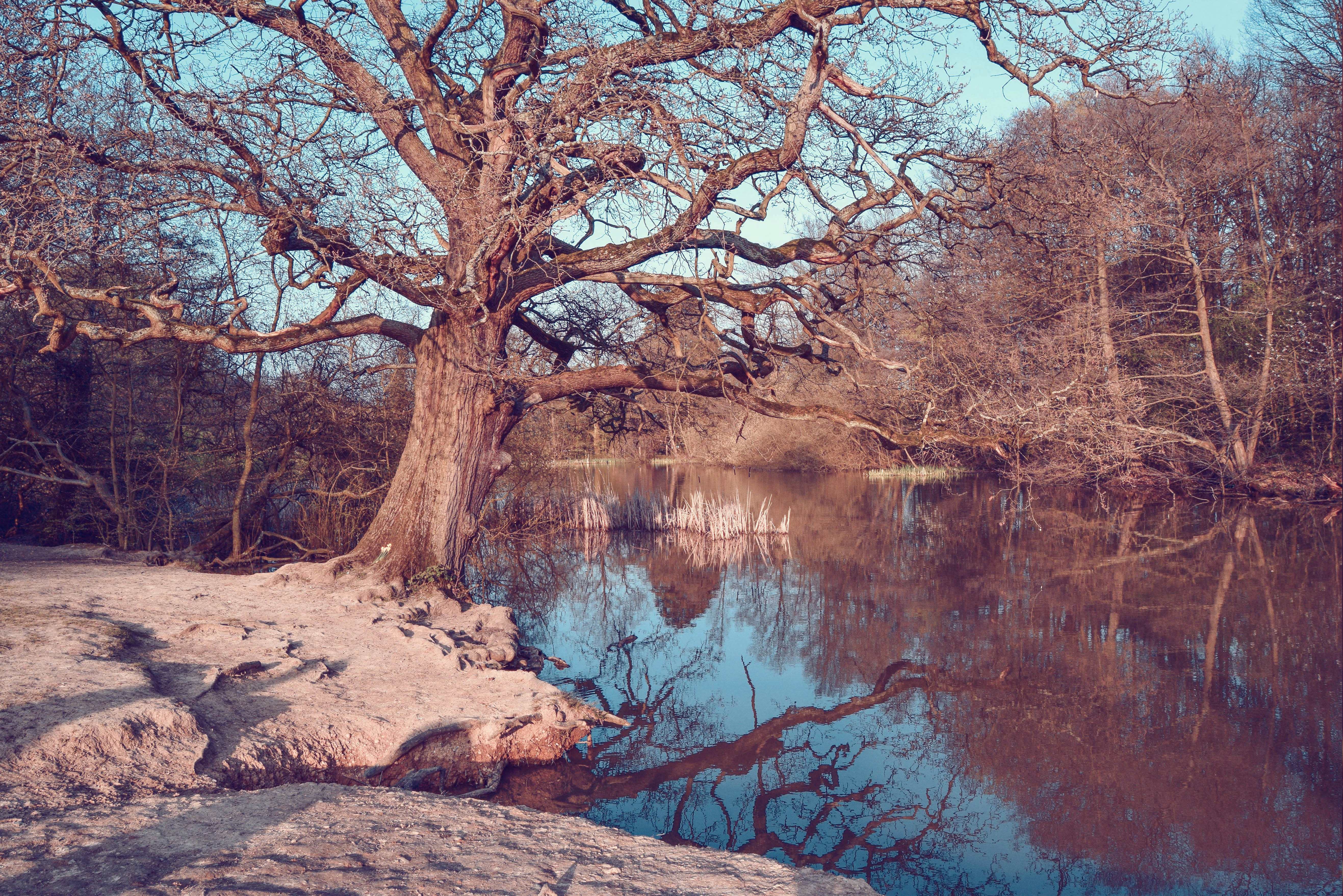 A gnarled oak tree stands majestically by a tranquil river, its branches reaching out over the calm water, reflecting the serene landscape.