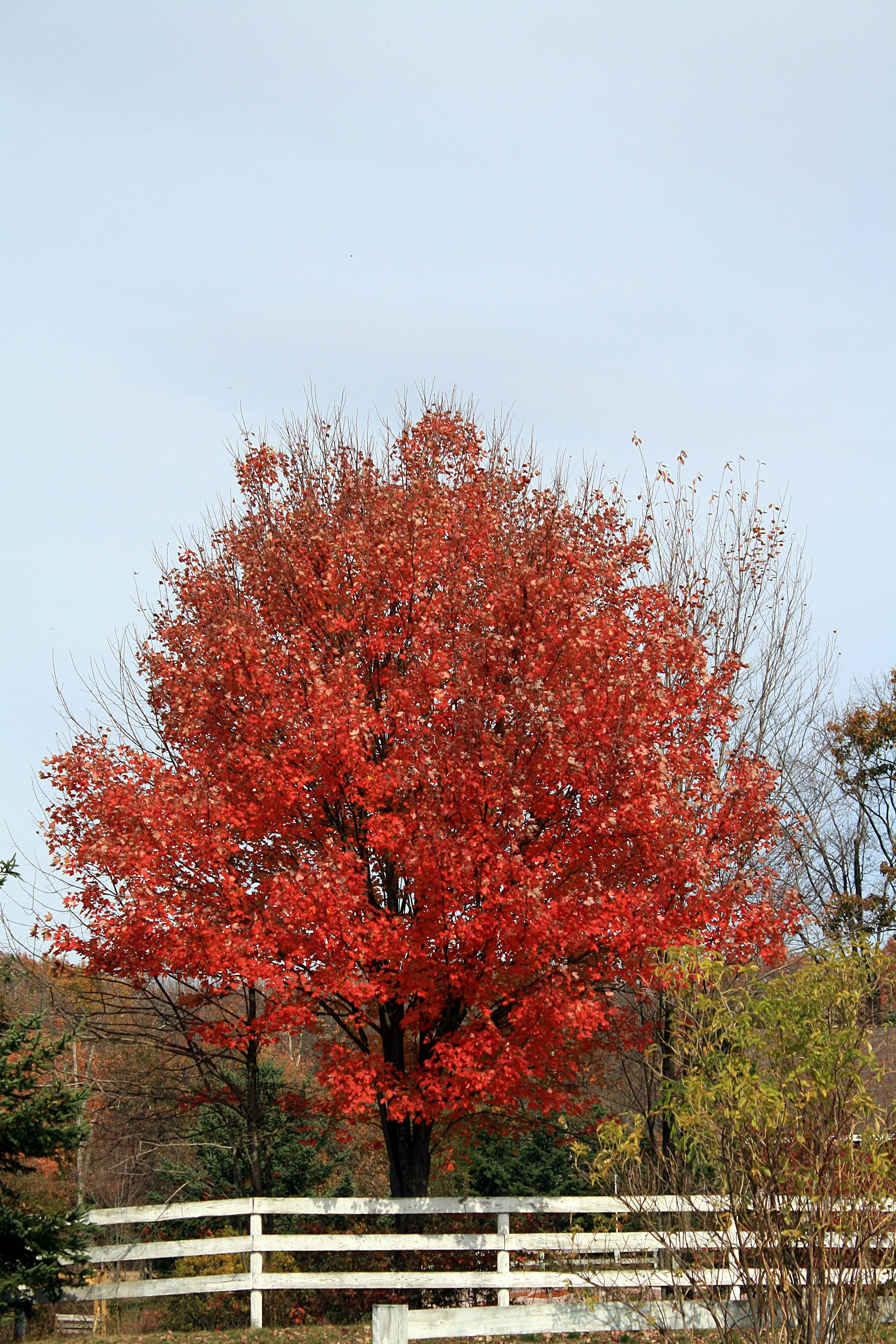 Big Red
