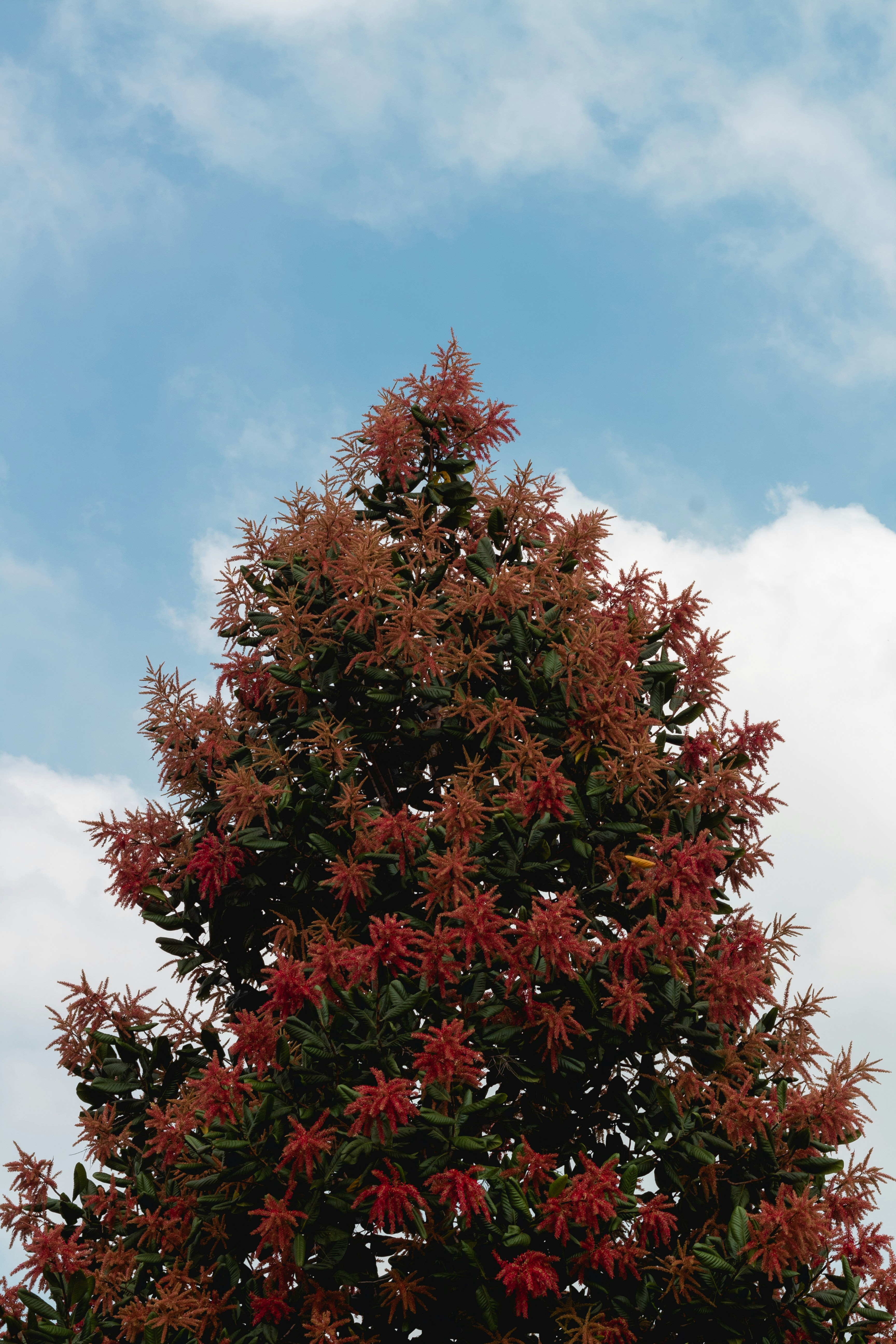 Floral Apex: Nature's Vibrant Crown