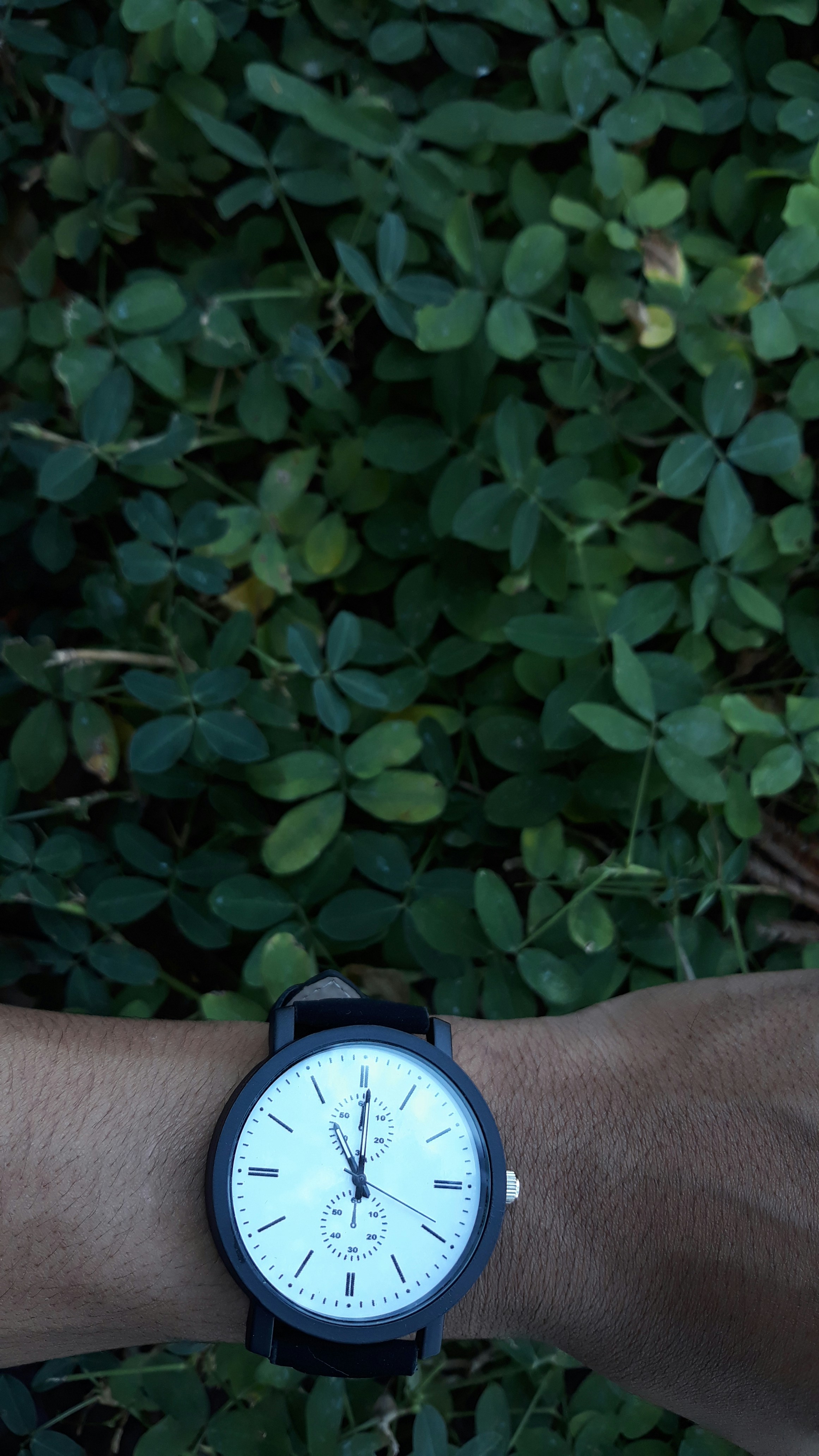 Wristwatch with a white dial and black strap rests on a forearm against dense green foliage.