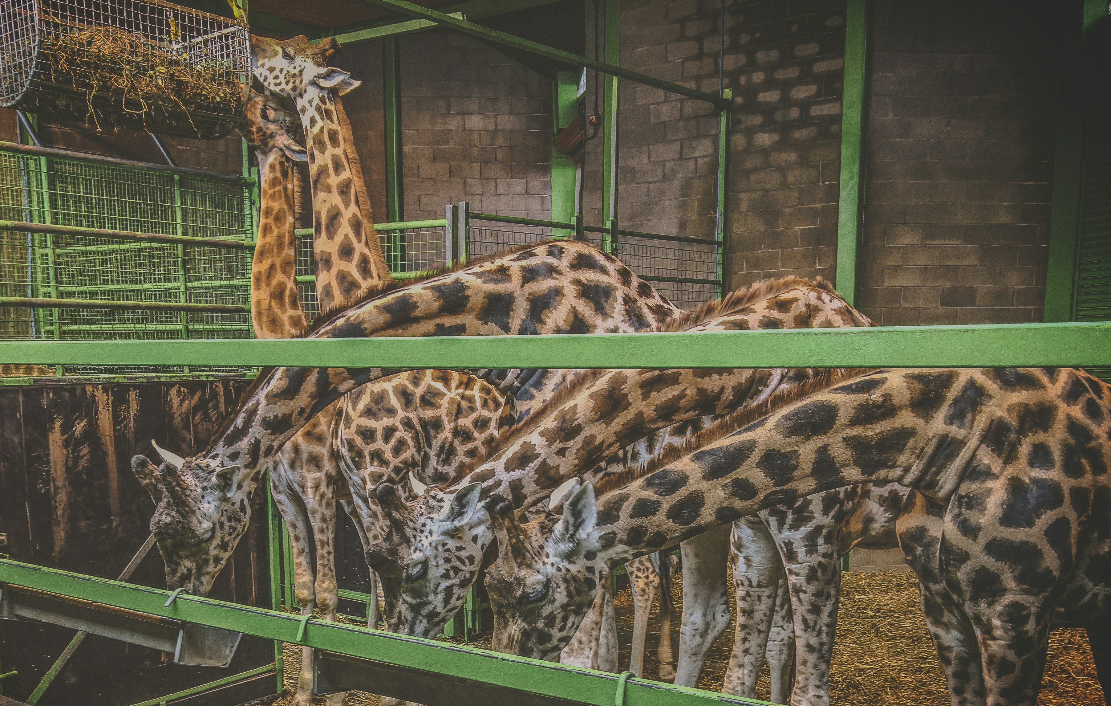 Giraffes gathered at feeding troughs inside a green-framed indoor enclosure, their patterned coats contrasting with metal rails and brick walls.