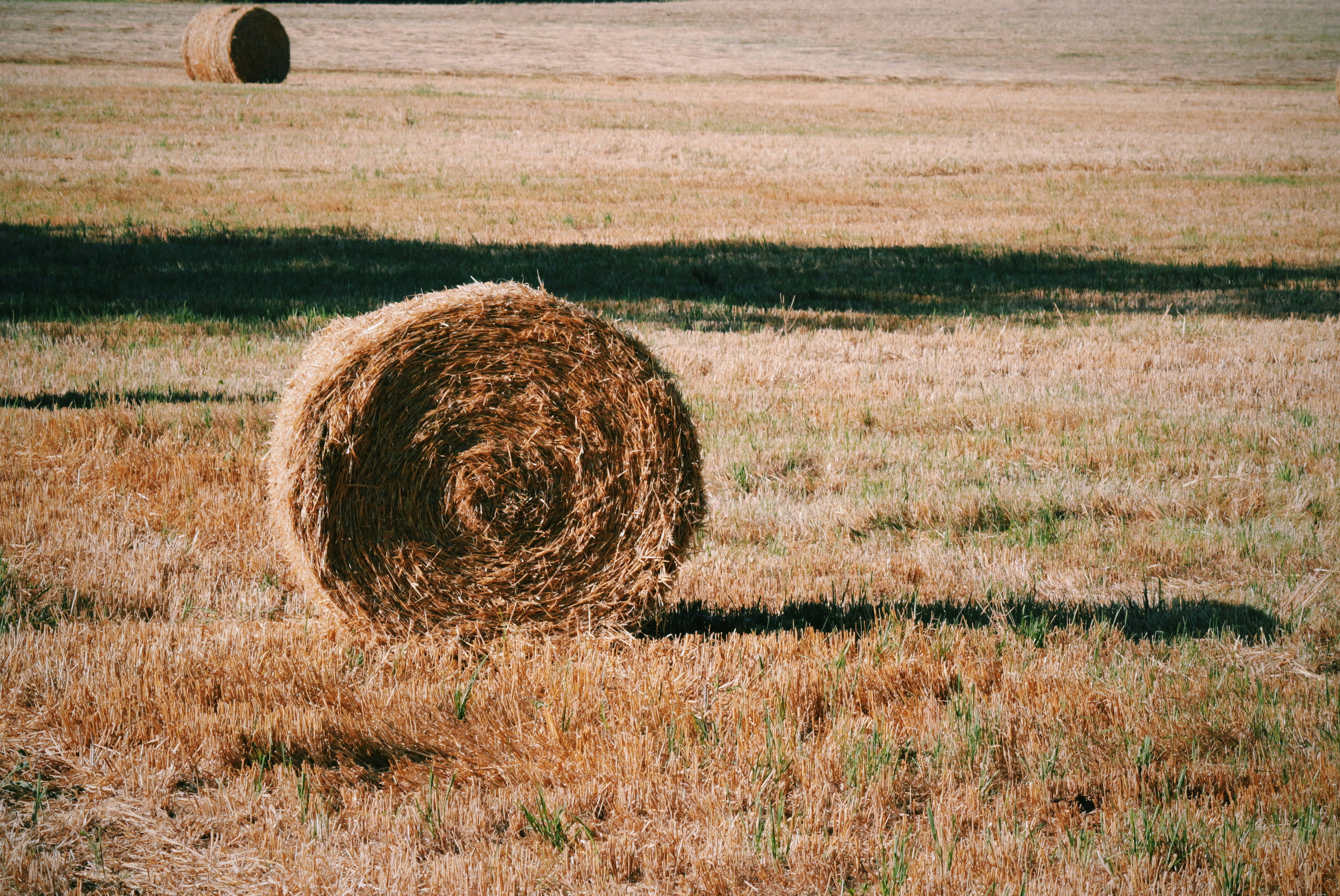 A round hay bale stands prominently in a sunlit field, surrounded by dry grass and distant bales. The scene evokes a sense of rural tranquility.