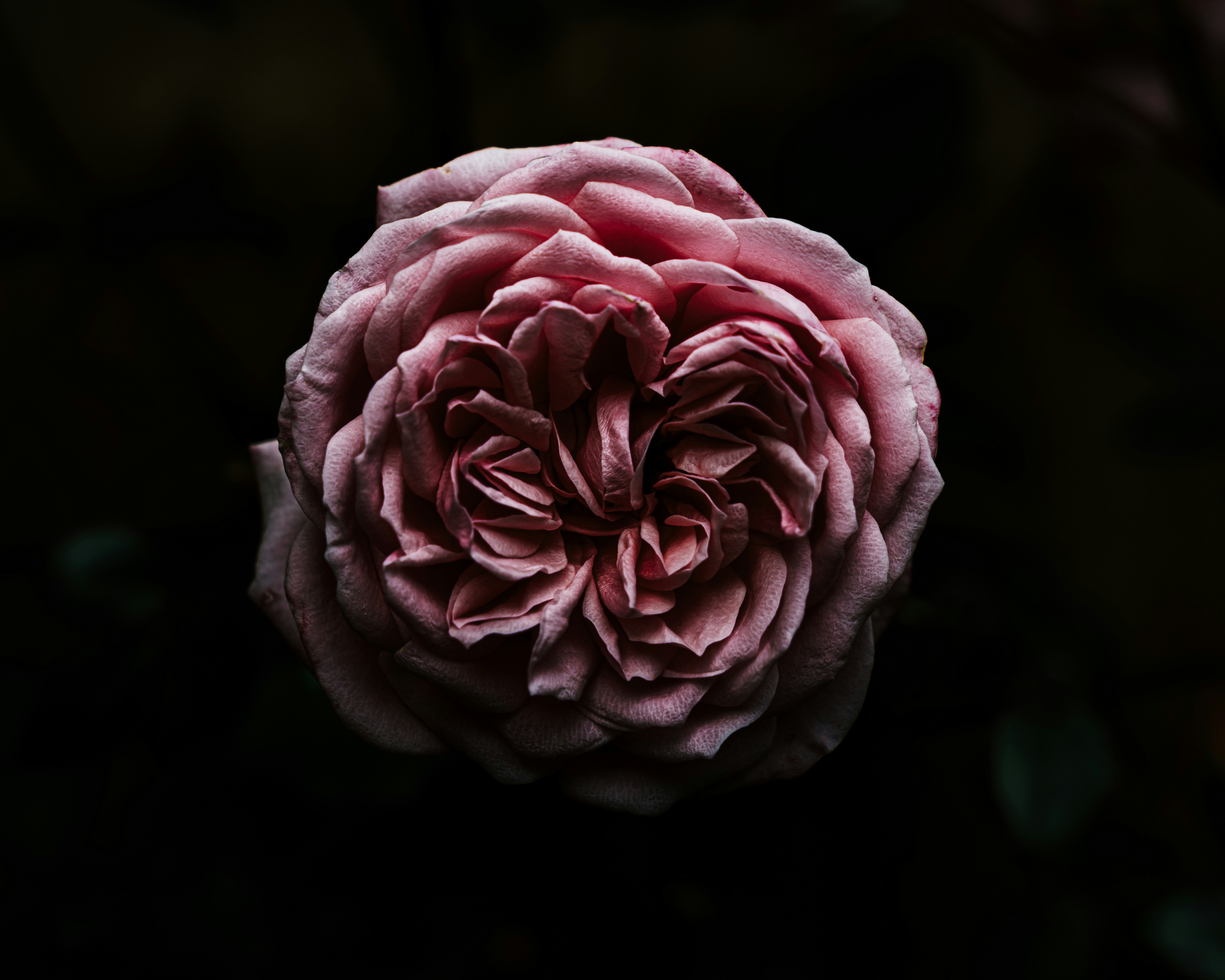 Midnight Bloom: a Velvet Pink Rose in Shadow