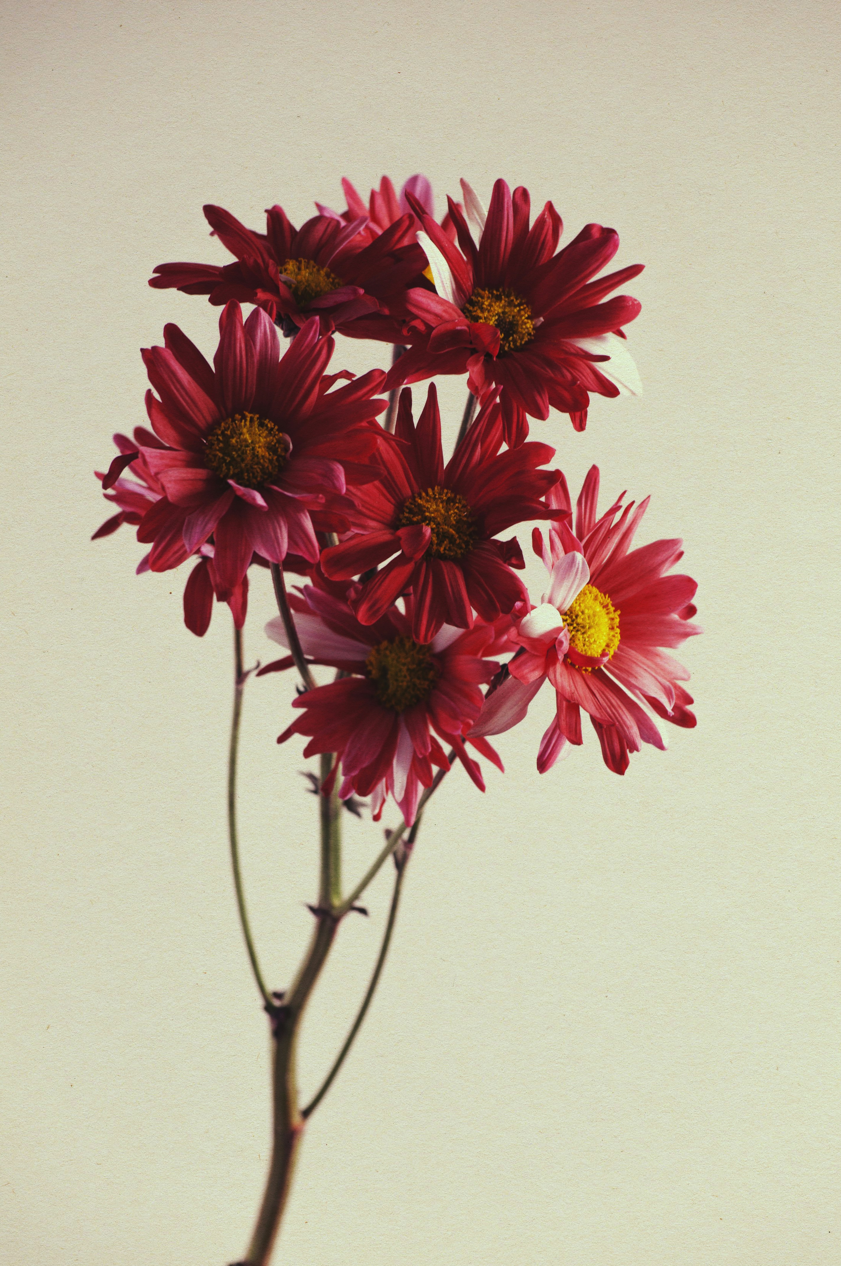 Crimson Cosmos: A Bouquet of Red Daisies Against Warm Vintage Tone