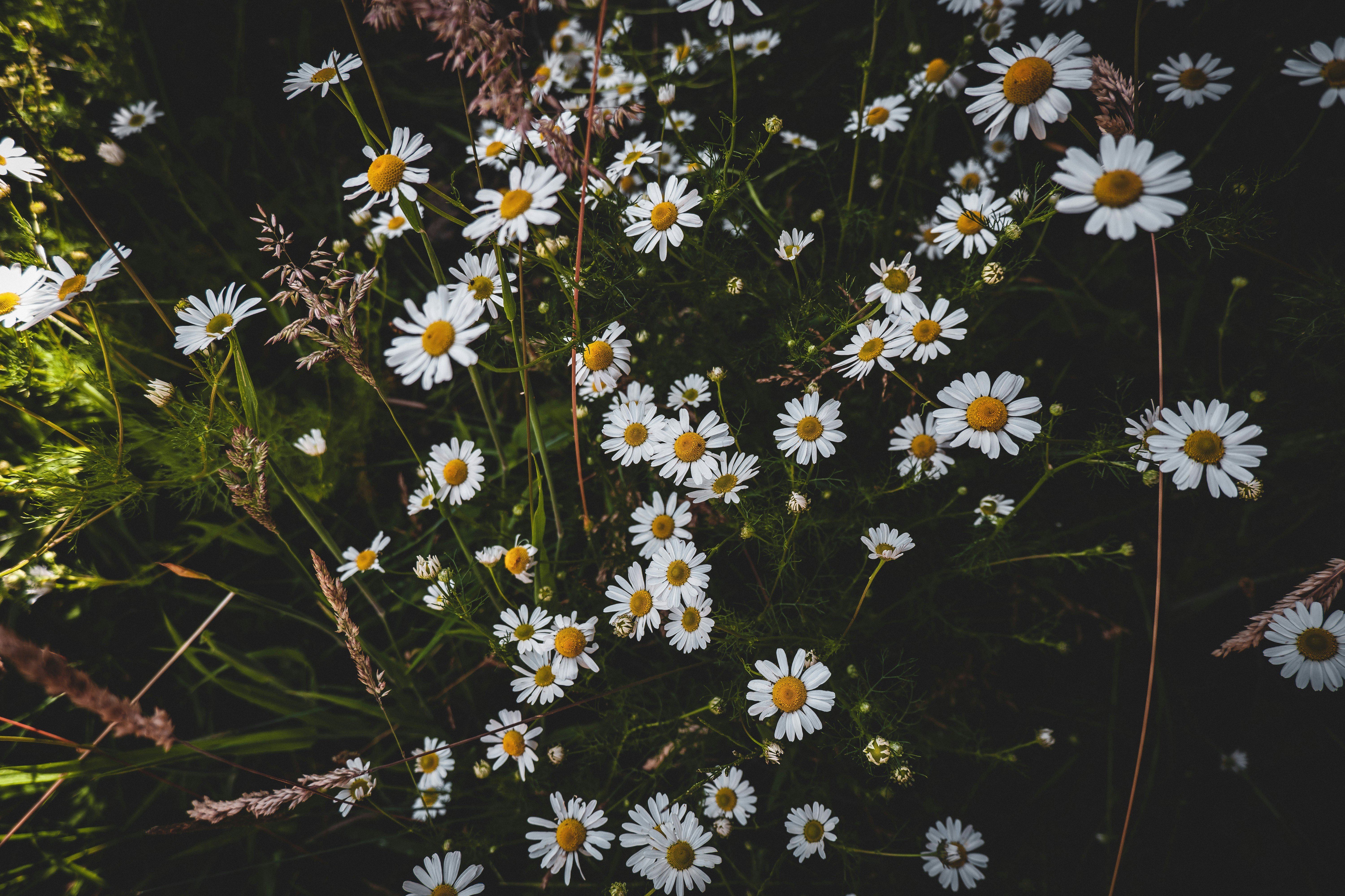550+ Pretty Flowers Pictures | Download Free Images on Unsplash