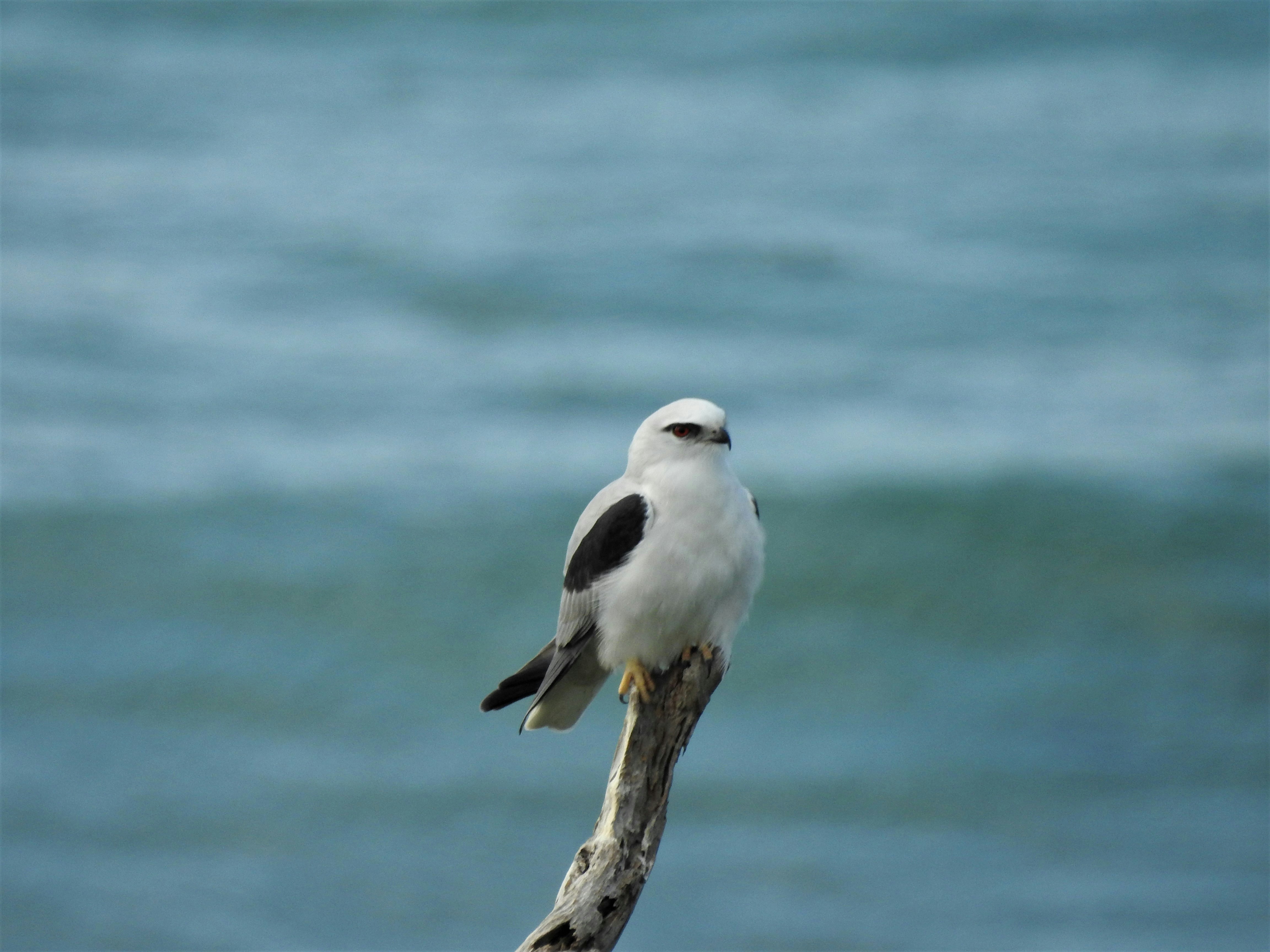 Black shouldered Kite