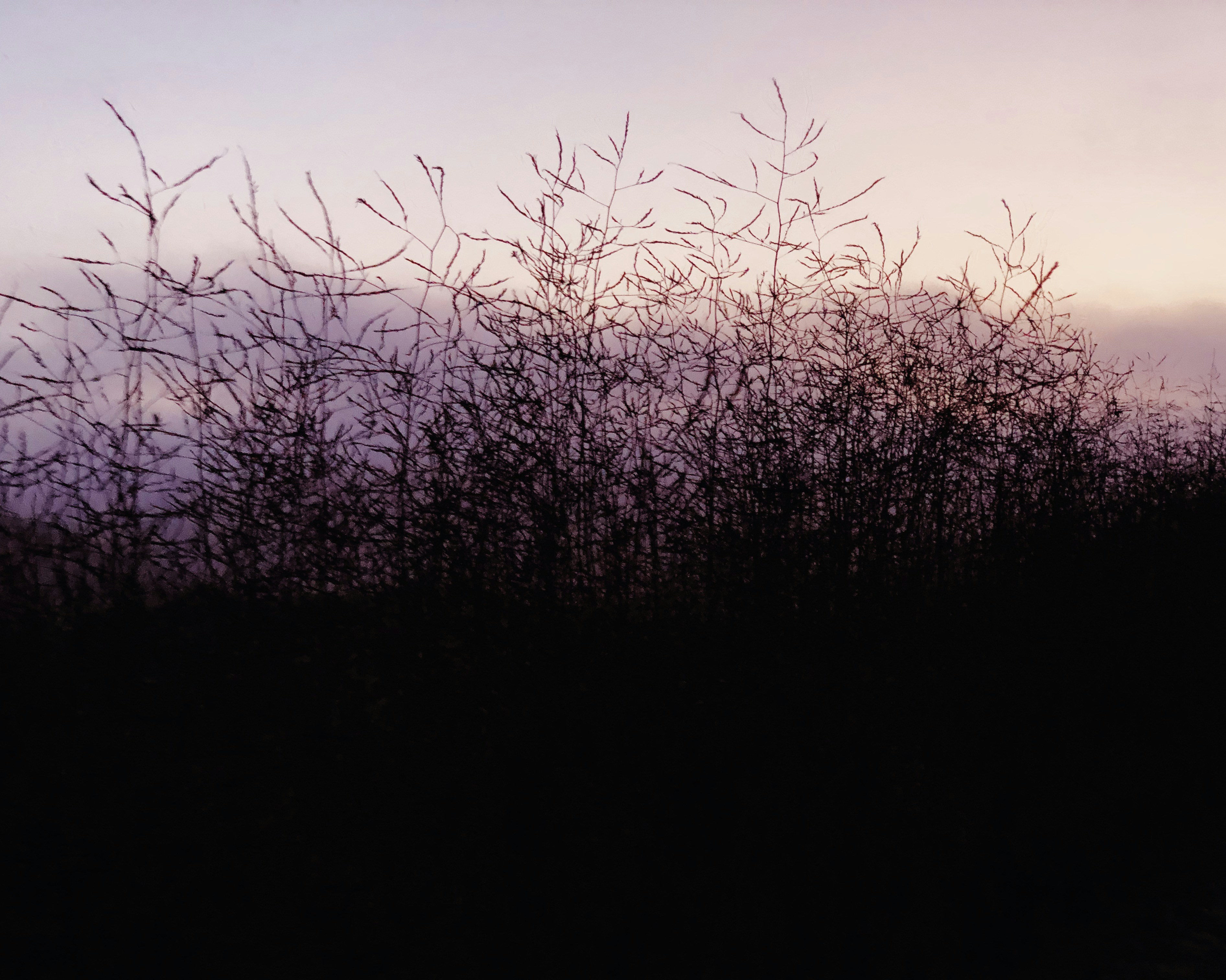 Silhouetted Branches at Dusk