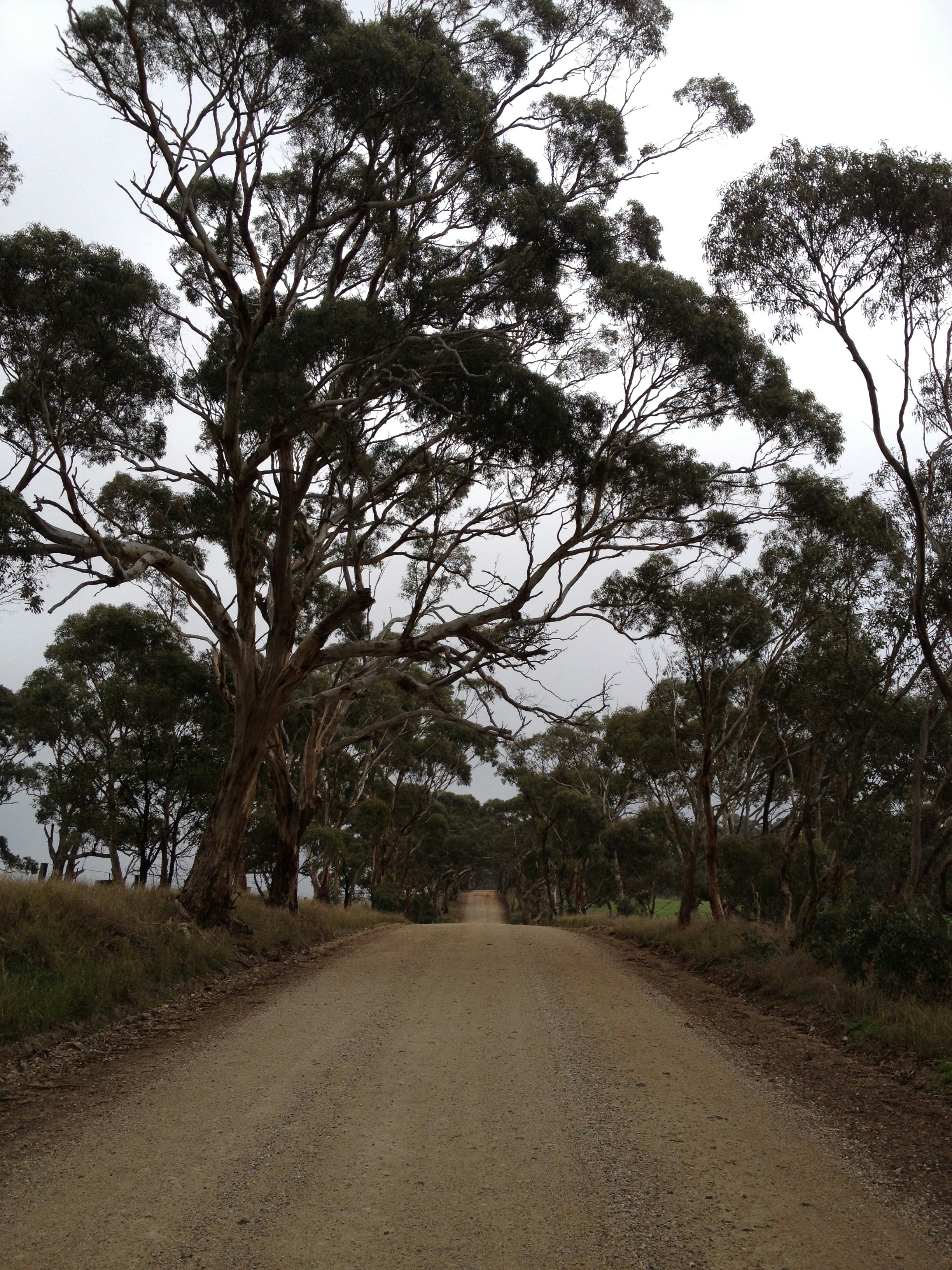 Dirt Road Through a Cathedral of Wind-Worn Trees
