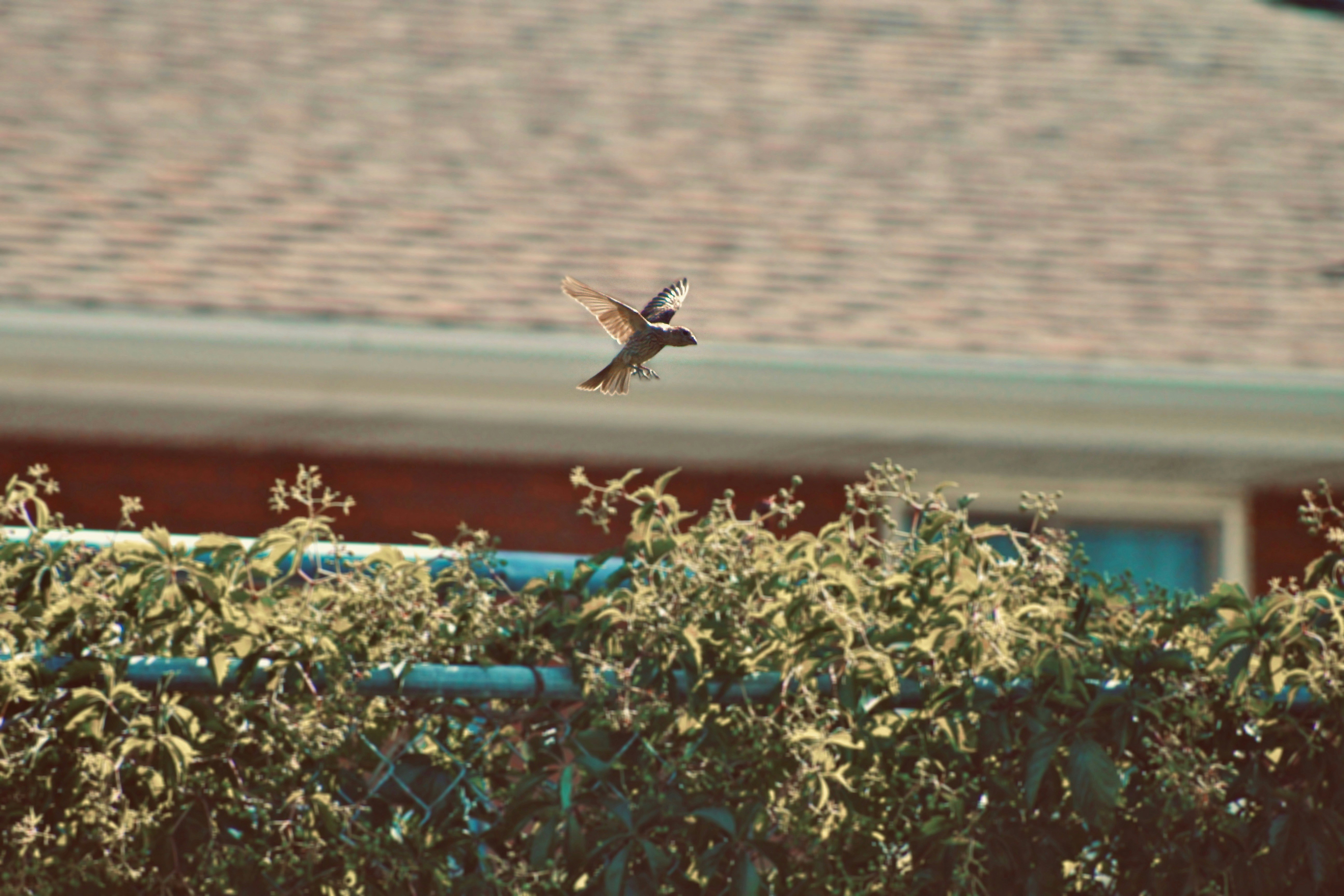 Hummingbird in flight above a sunlit hedge with a blurred house in the background.