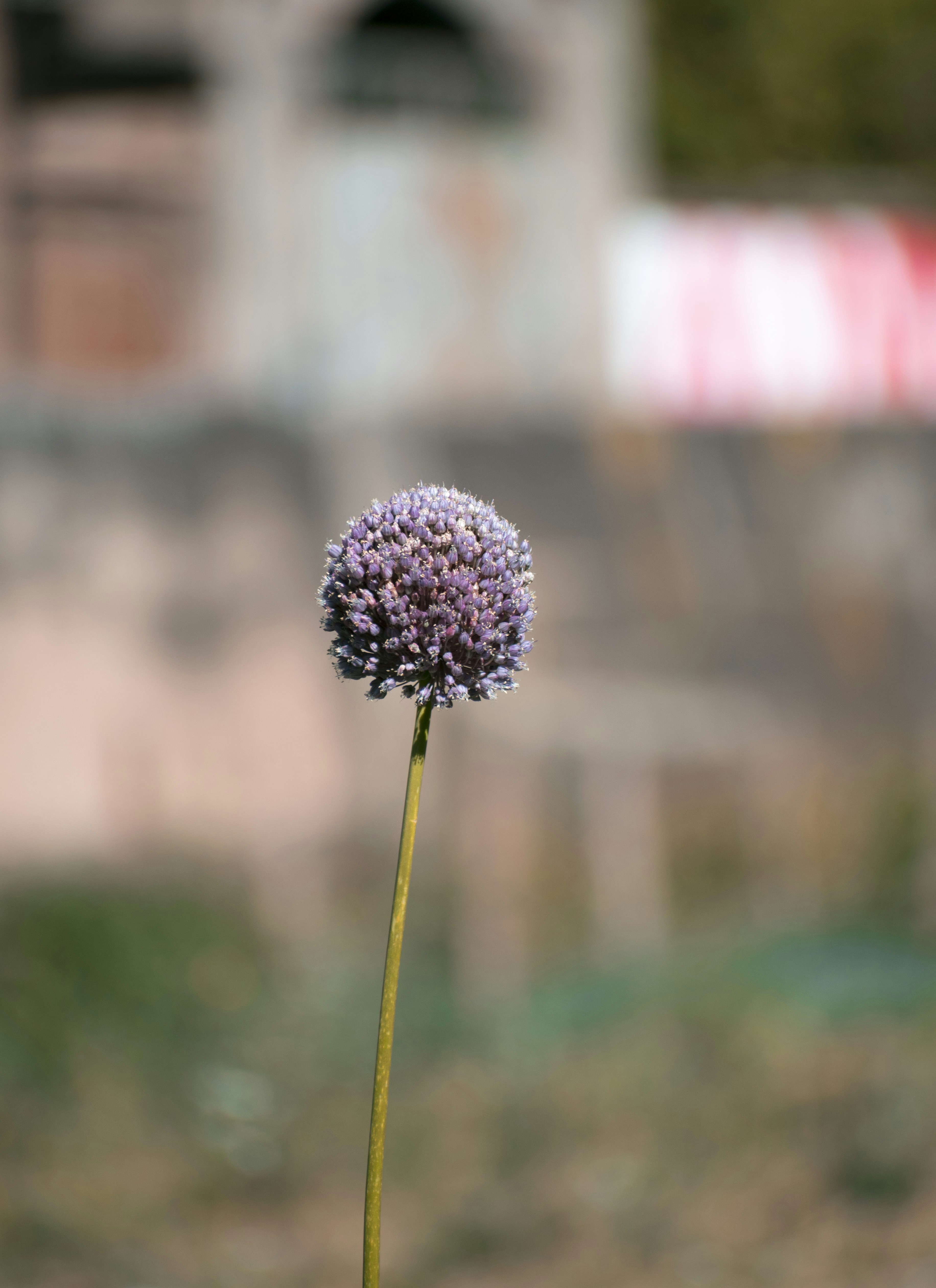 Purple Globe in Blur: A Lone Allium Standing Tall in a Quiet Street