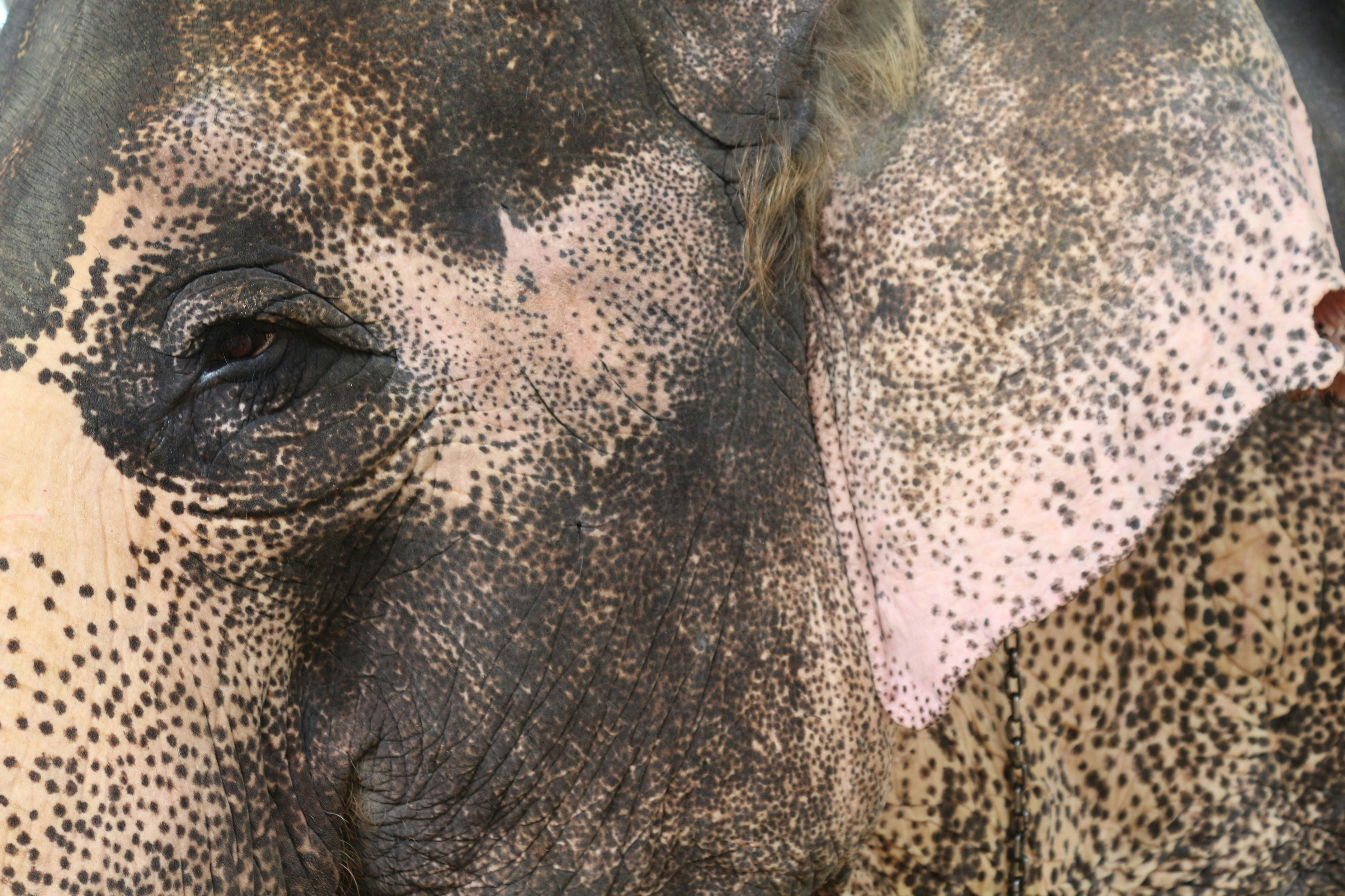 Foto Un primer plano de un elefante con manchas en la cara – Imagen ...