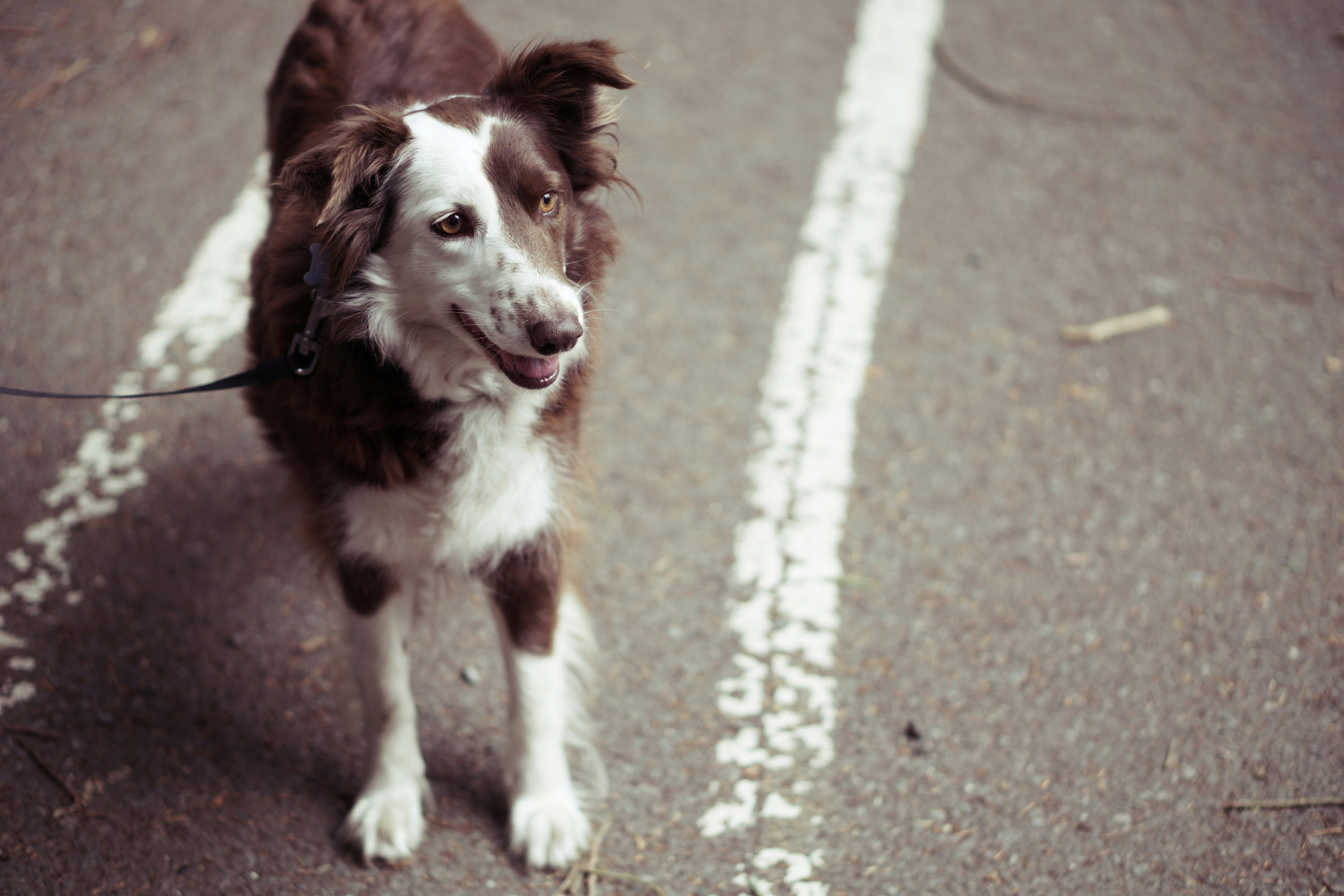 A brown and white dog stands on a tree-lined path, wearing a leash and looking playfully towards the camera.