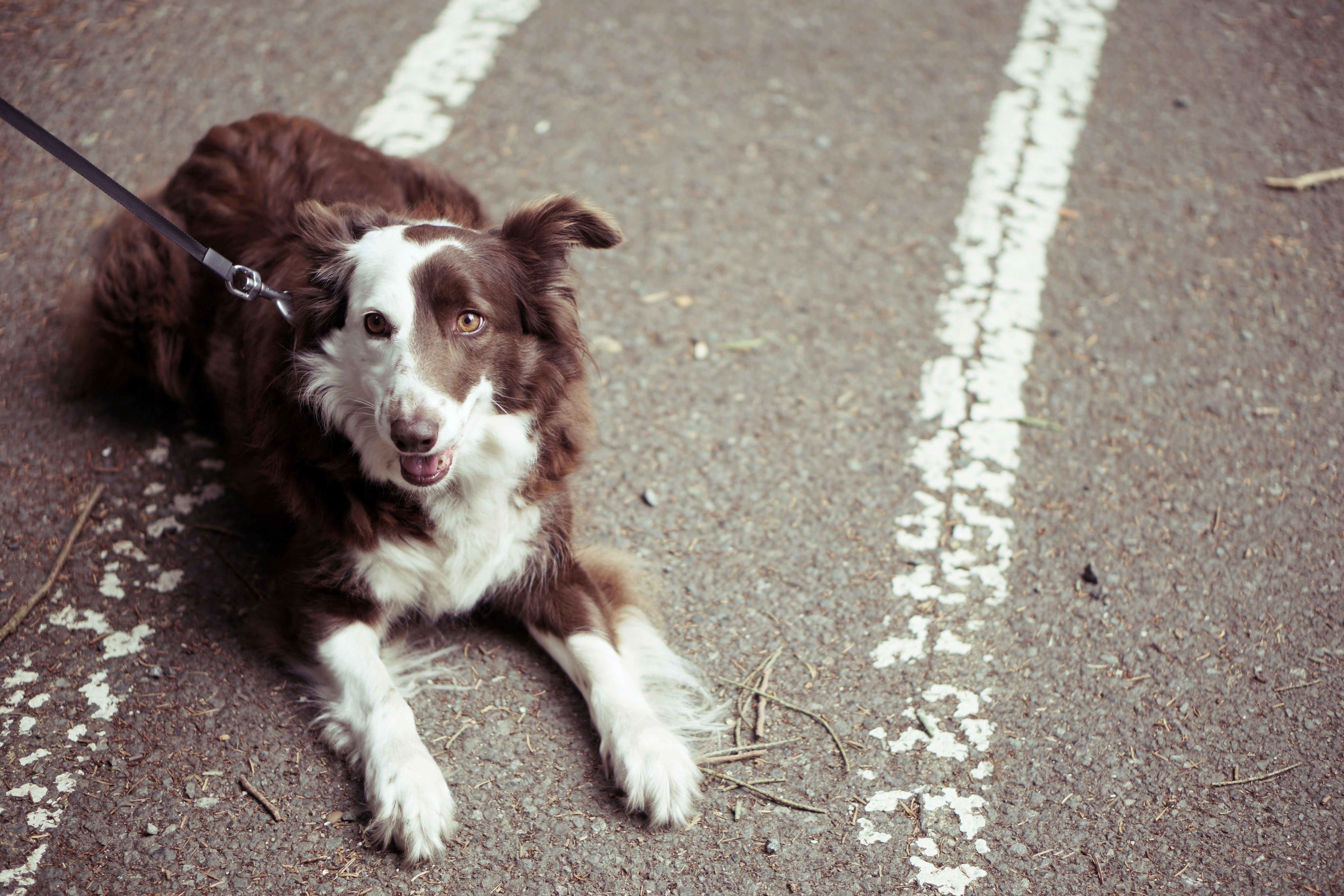 A brown and white Border Collie lies on a paved surface, looking playfully at the camera while on a leash.
