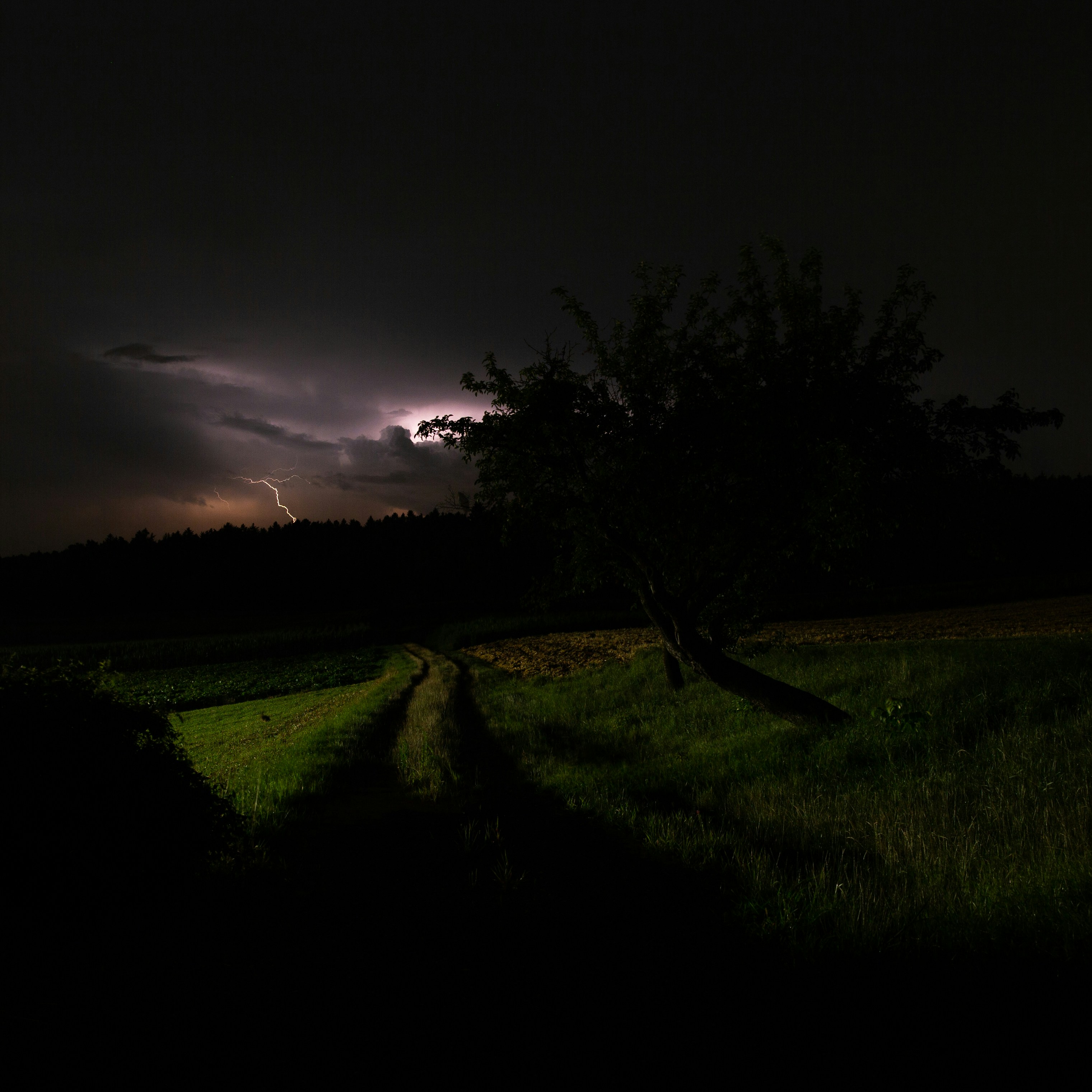 A solitary tree stands on a winding path under a dramatic sky illuminated by distant lightning.