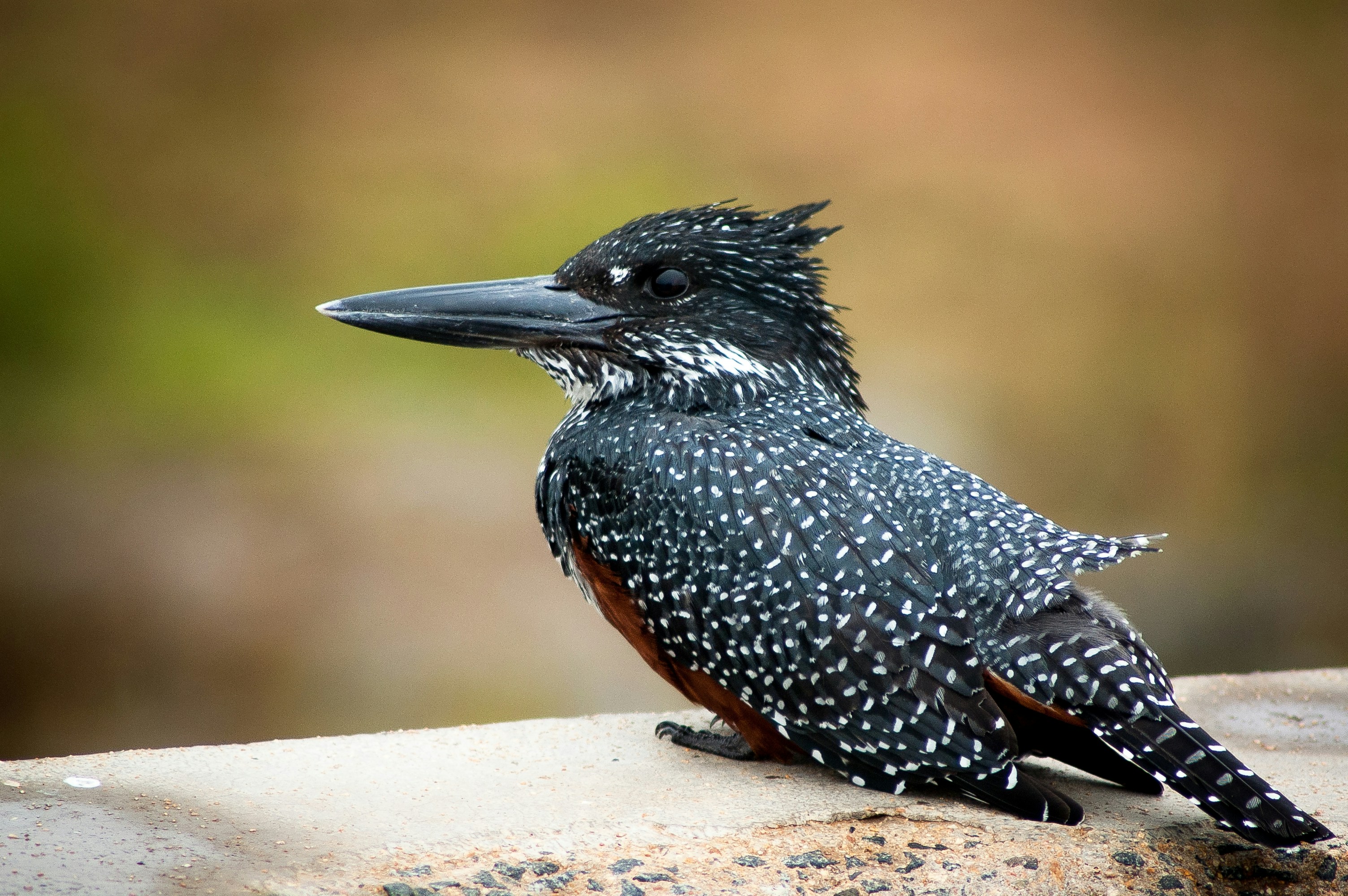 Speckled Kingfisher Perched on a Sun-Warmed Ledge