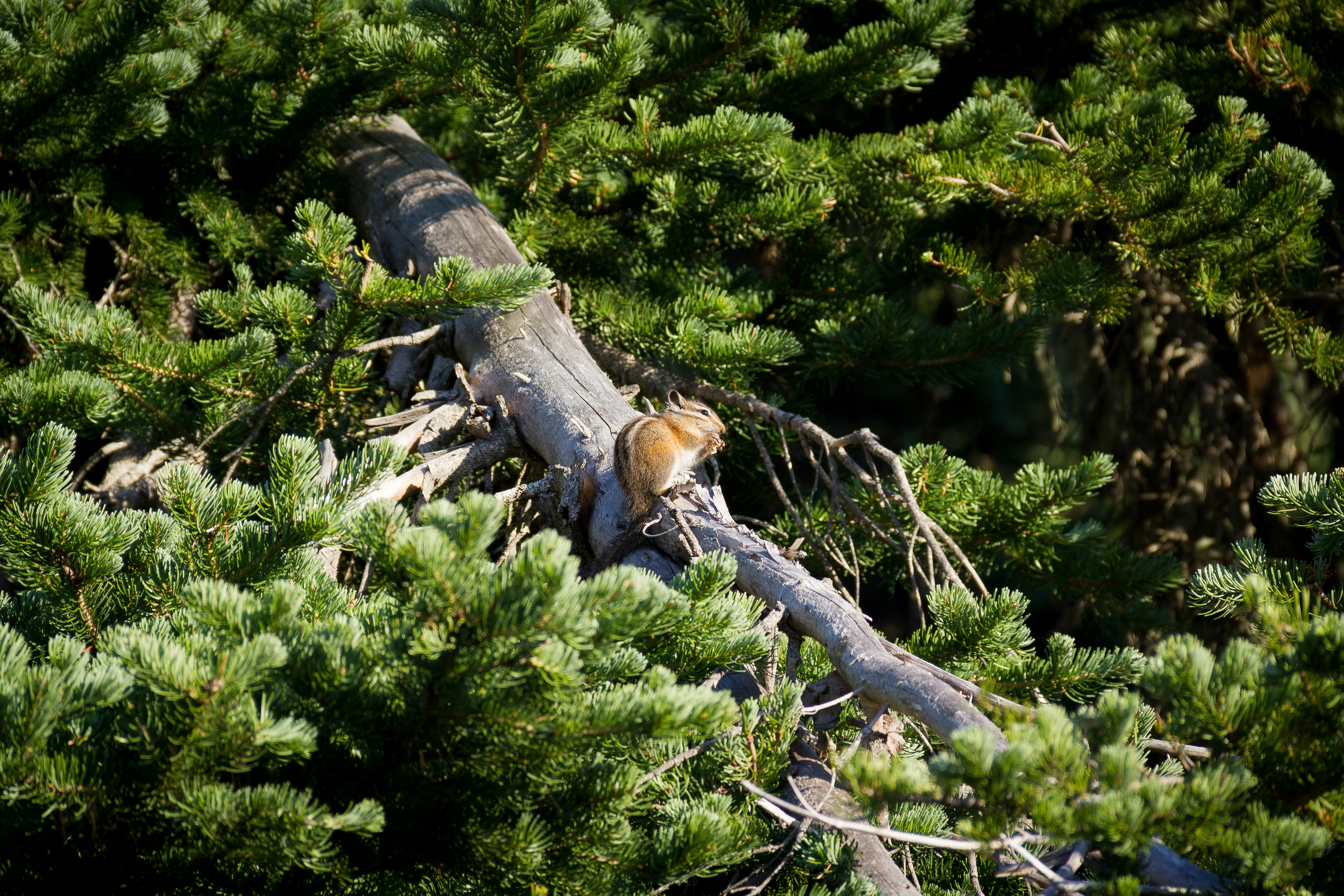 Squirrel eating a nut.