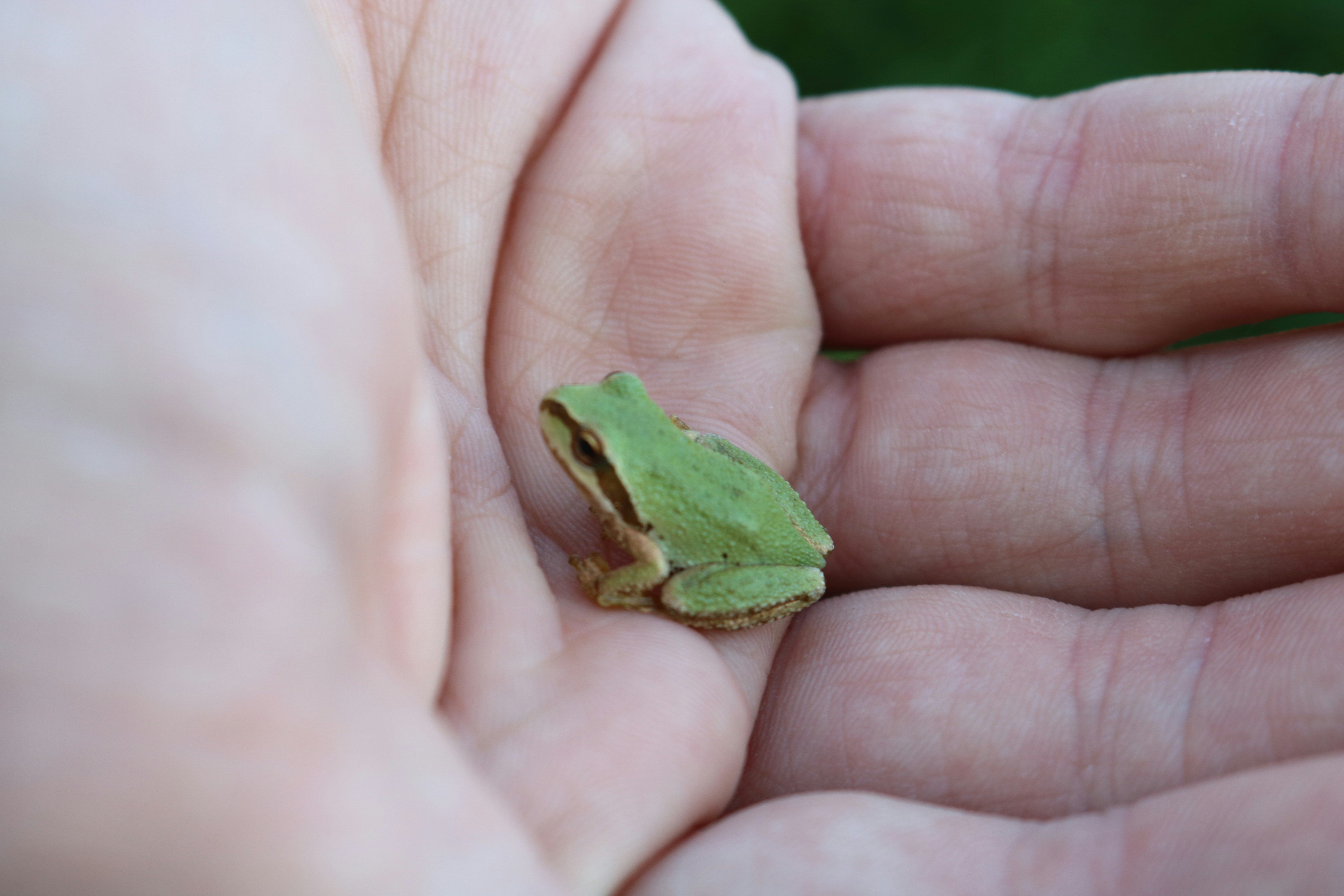 A Tiny Green Frog Cradled in Gentle Fingers