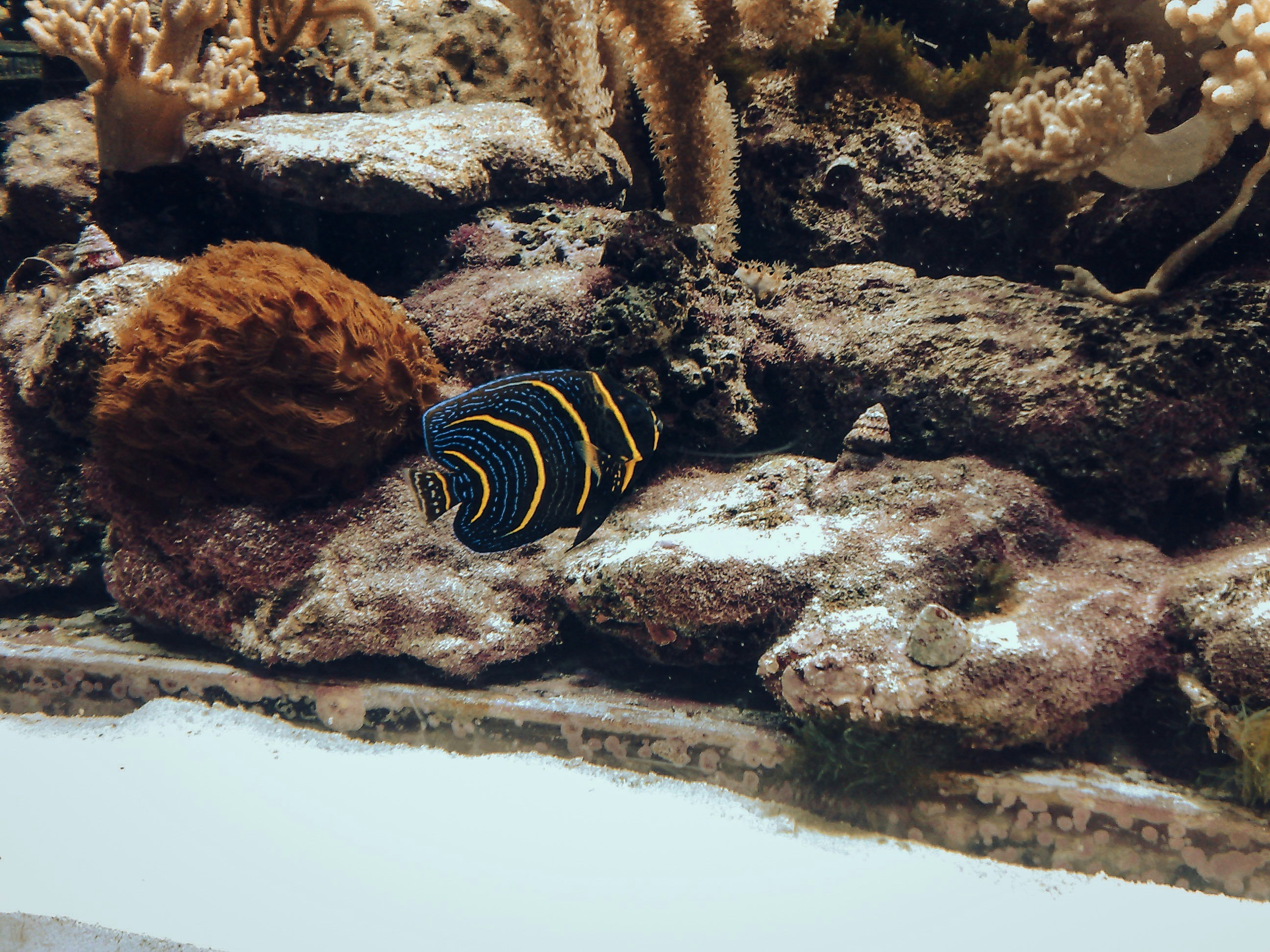 blue and yellow striped fish
