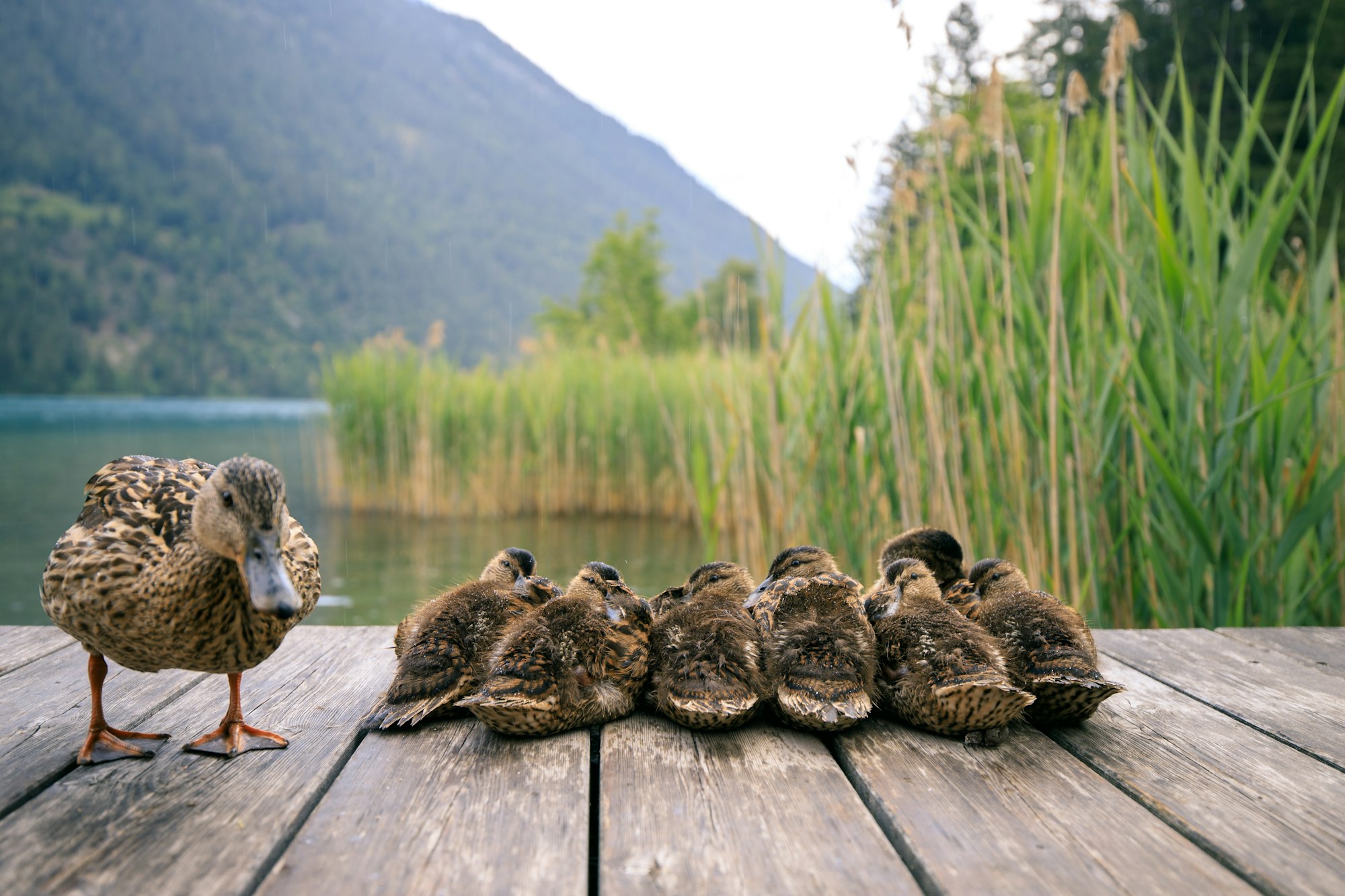 Kubernetes Replication Controller Nedir? Kubernetes Replication Controller Nedir?