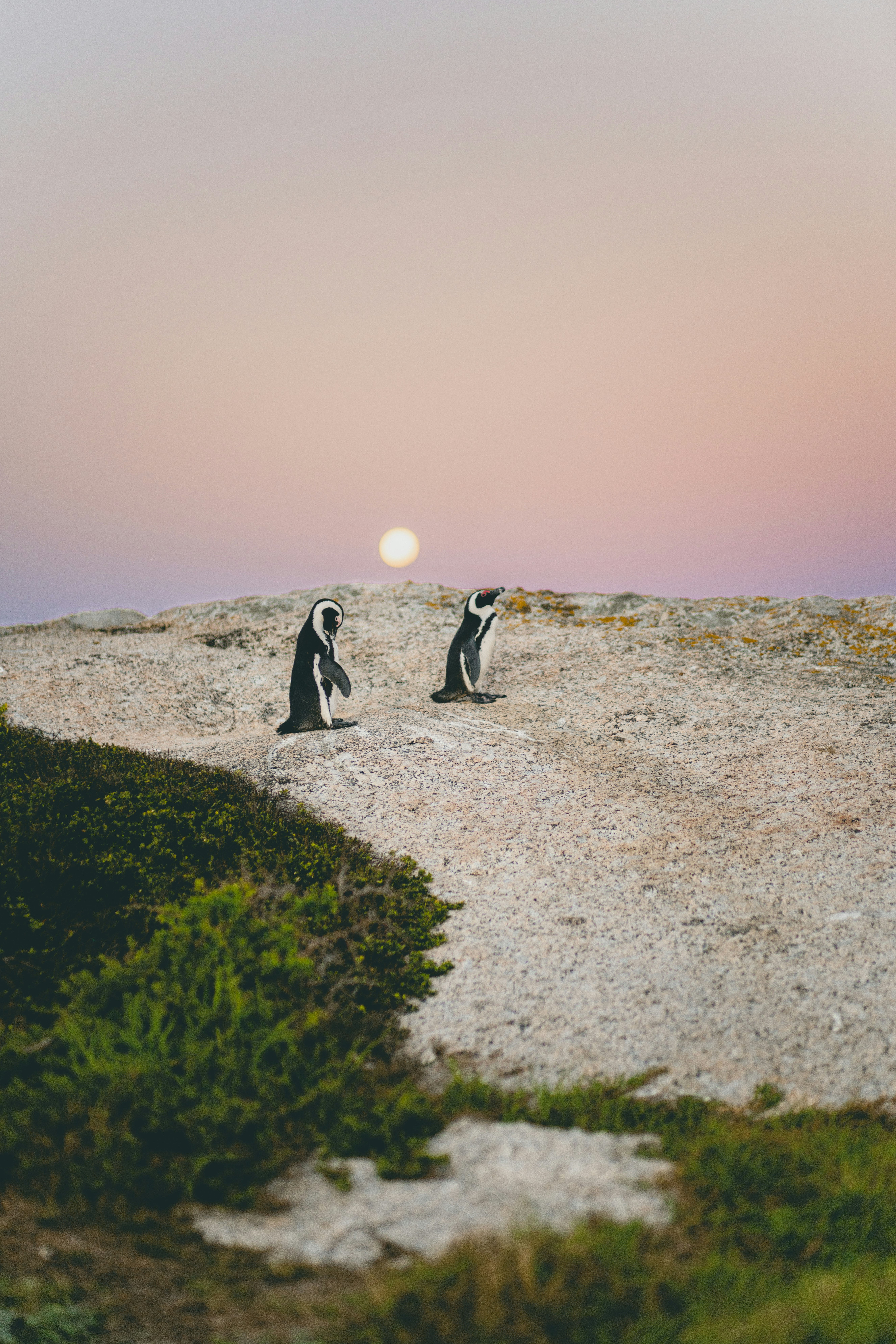 Two penguin walking at the shore during daytime photo – Free Animal ...