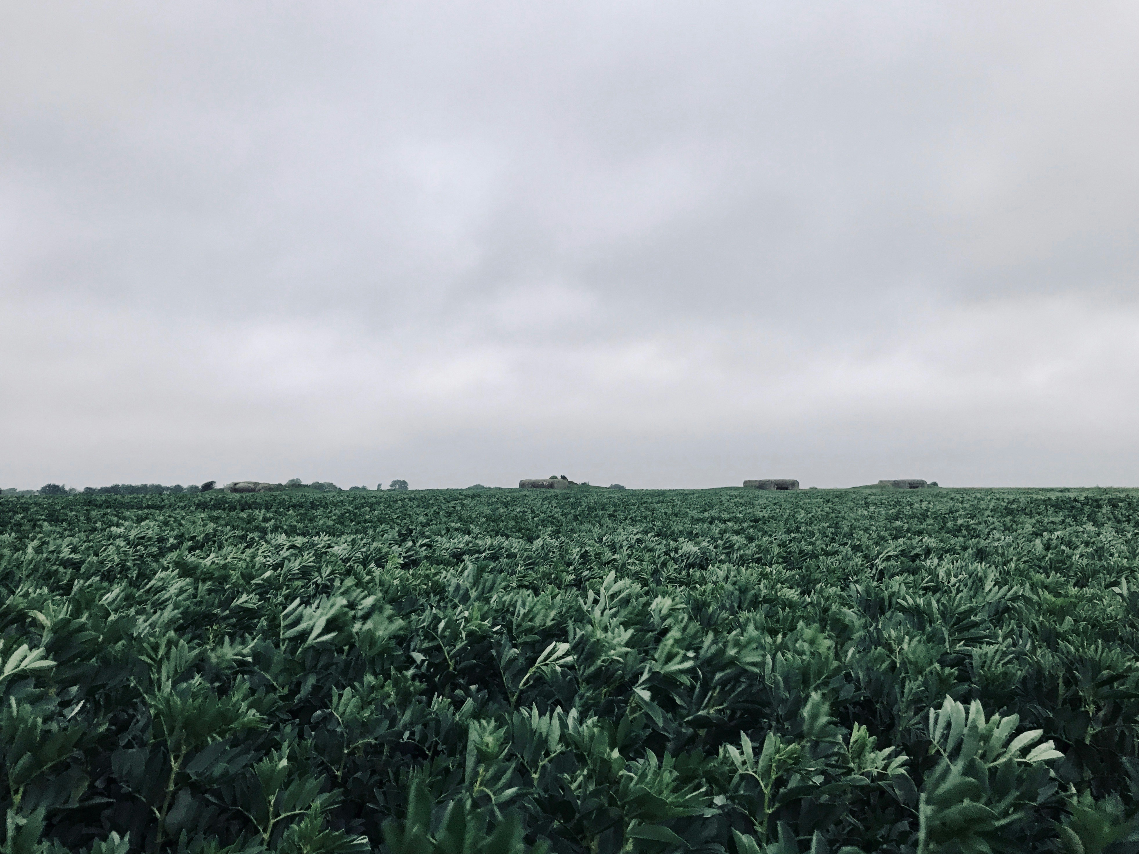Lush green crop field stretches under an overcast sky, with distant structures barely visible on the horizon.