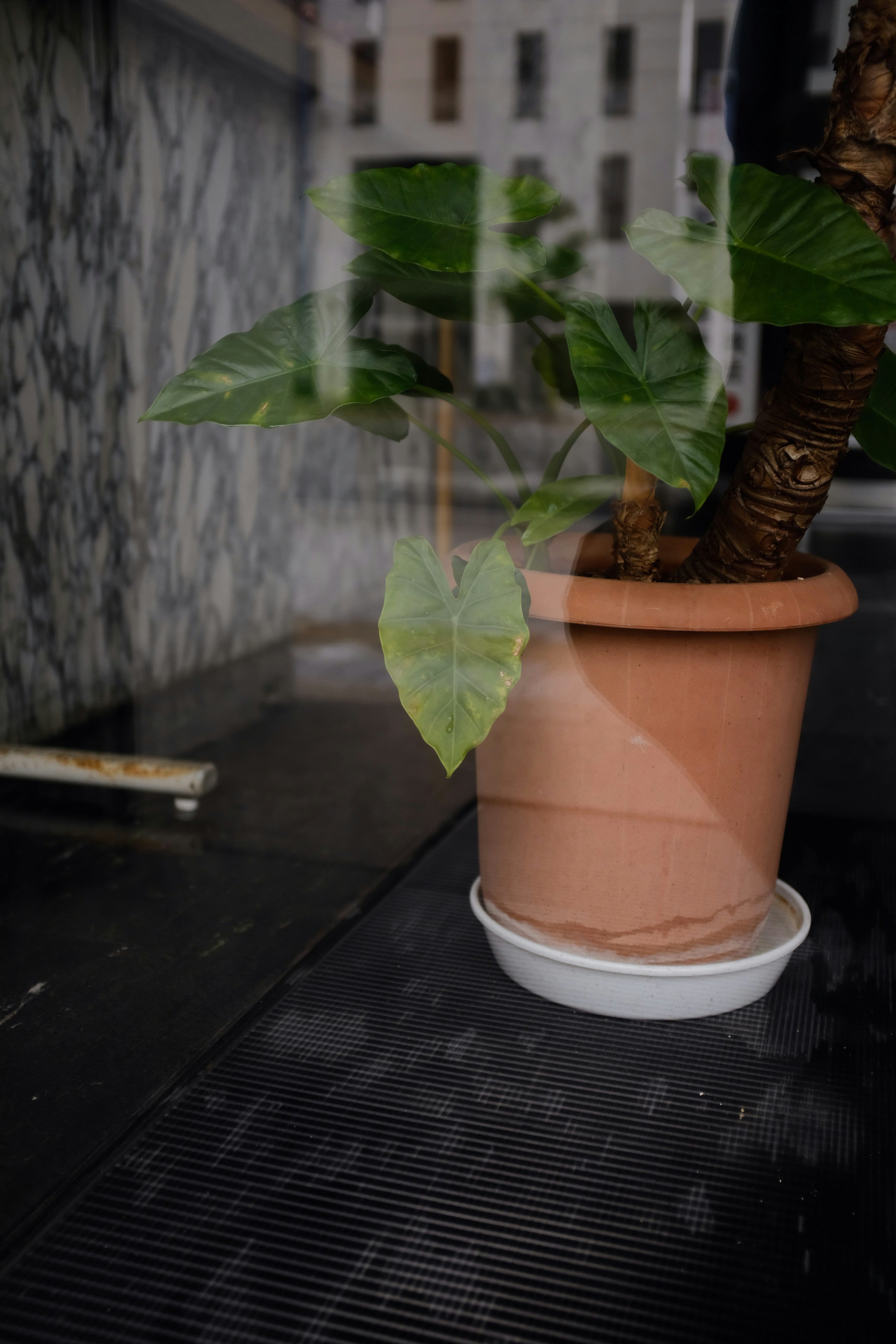 Ivy in Terracotta: A City-Reflection Plant Portrait