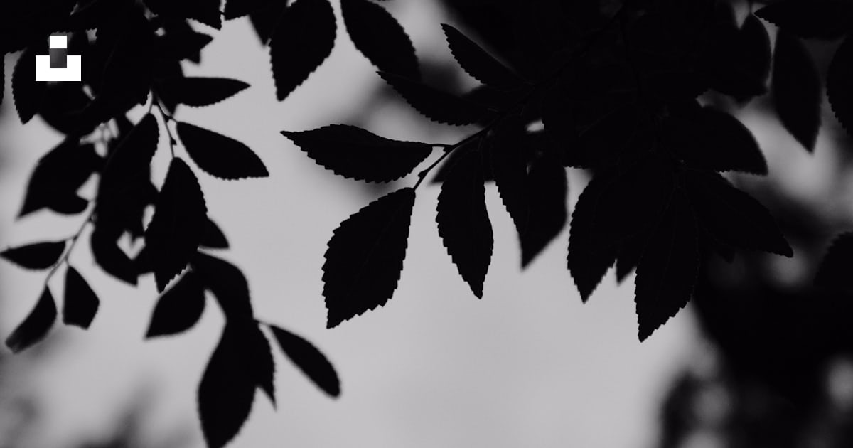 緑豊かな木の白黒写真の写真 Unsplashの日本の無料画像