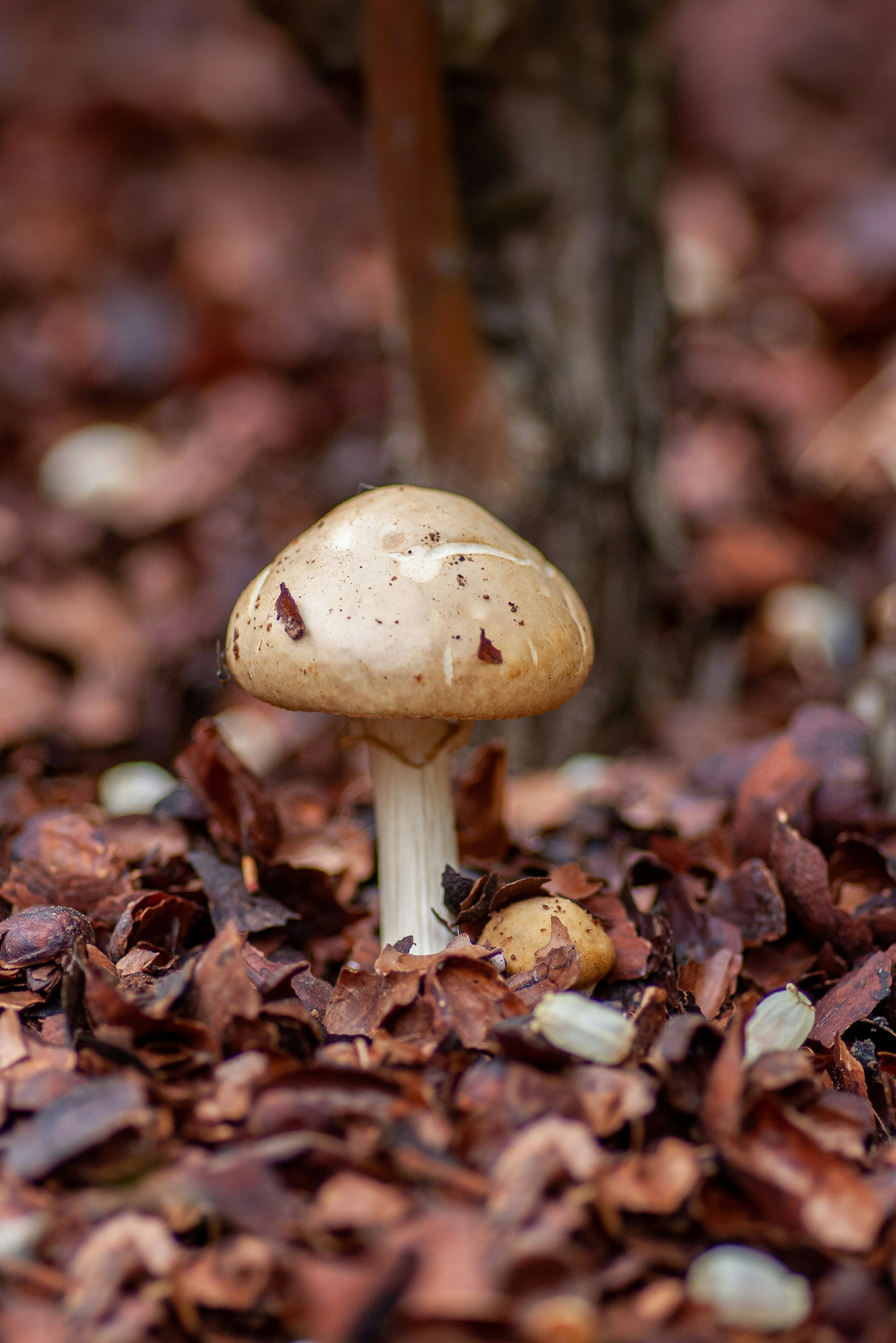 A delicate mushroom emerges from a bed of brown mulch, surrounded by scattered seeds and leaves. The natural setting highlights the intricate details of the mushroom's cap and stem.