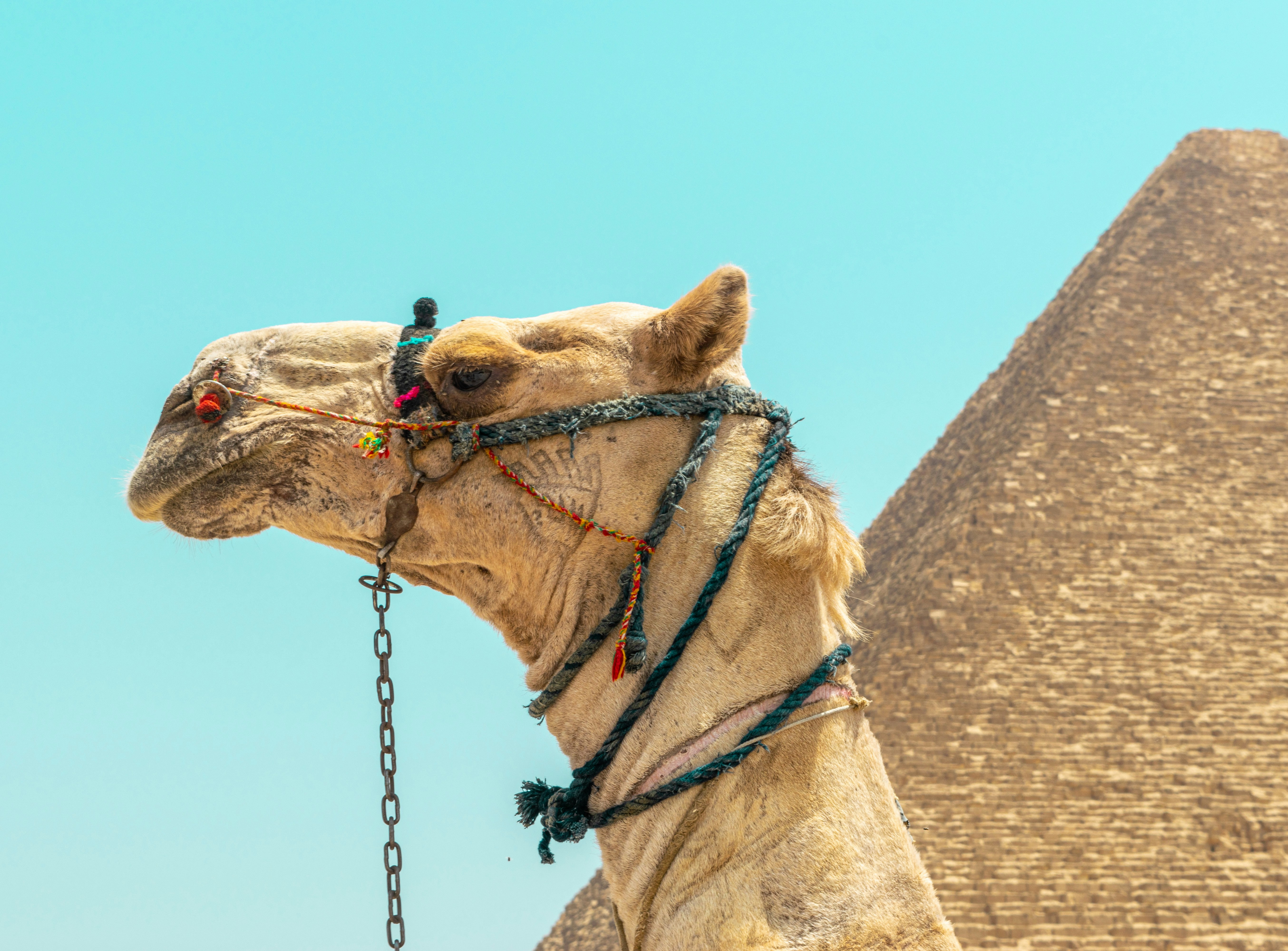 Camel with chains photo – Free Egypt Image on Unsplash