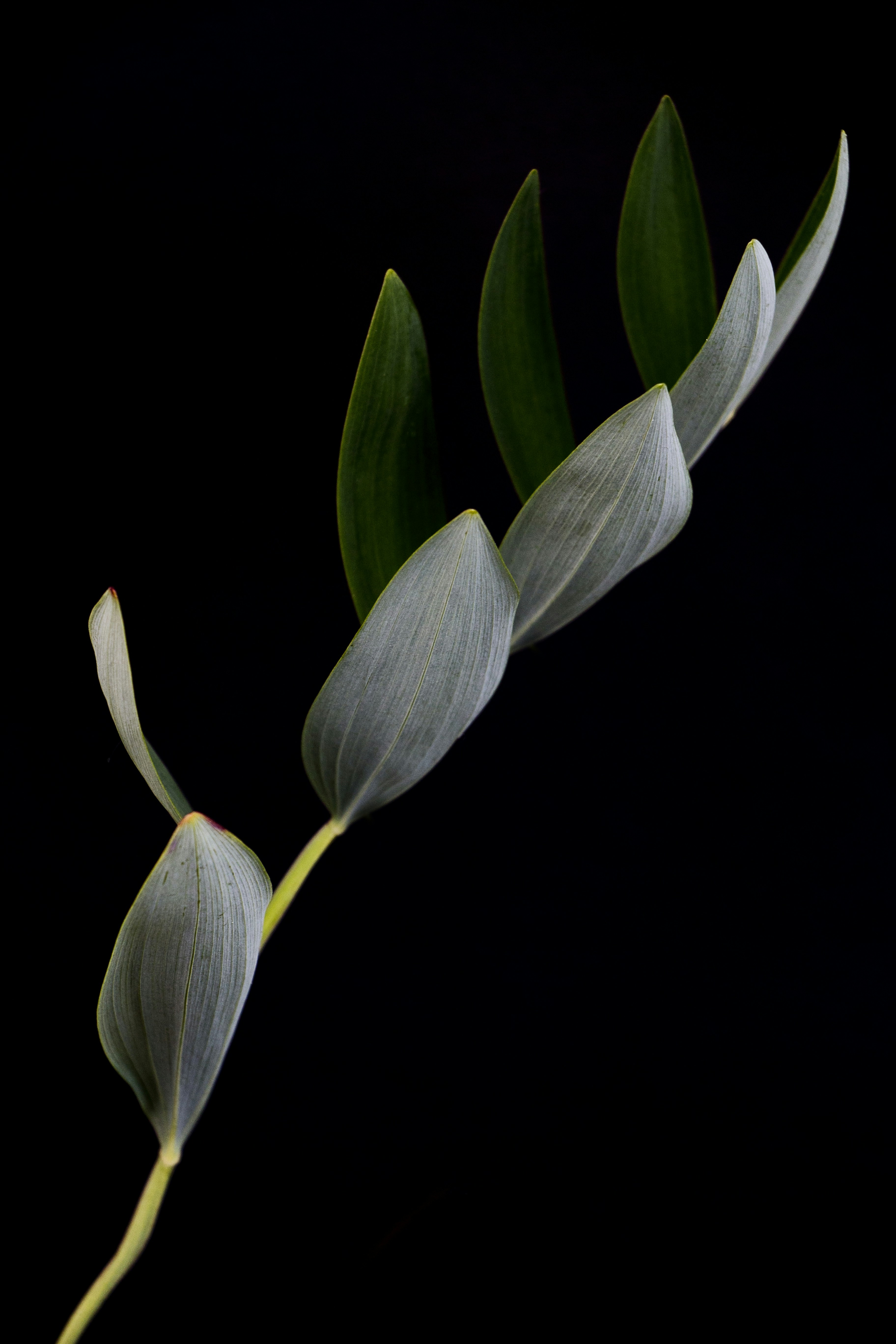 Diagonal Frond in Midnight: A Blue-Green Leaf Study