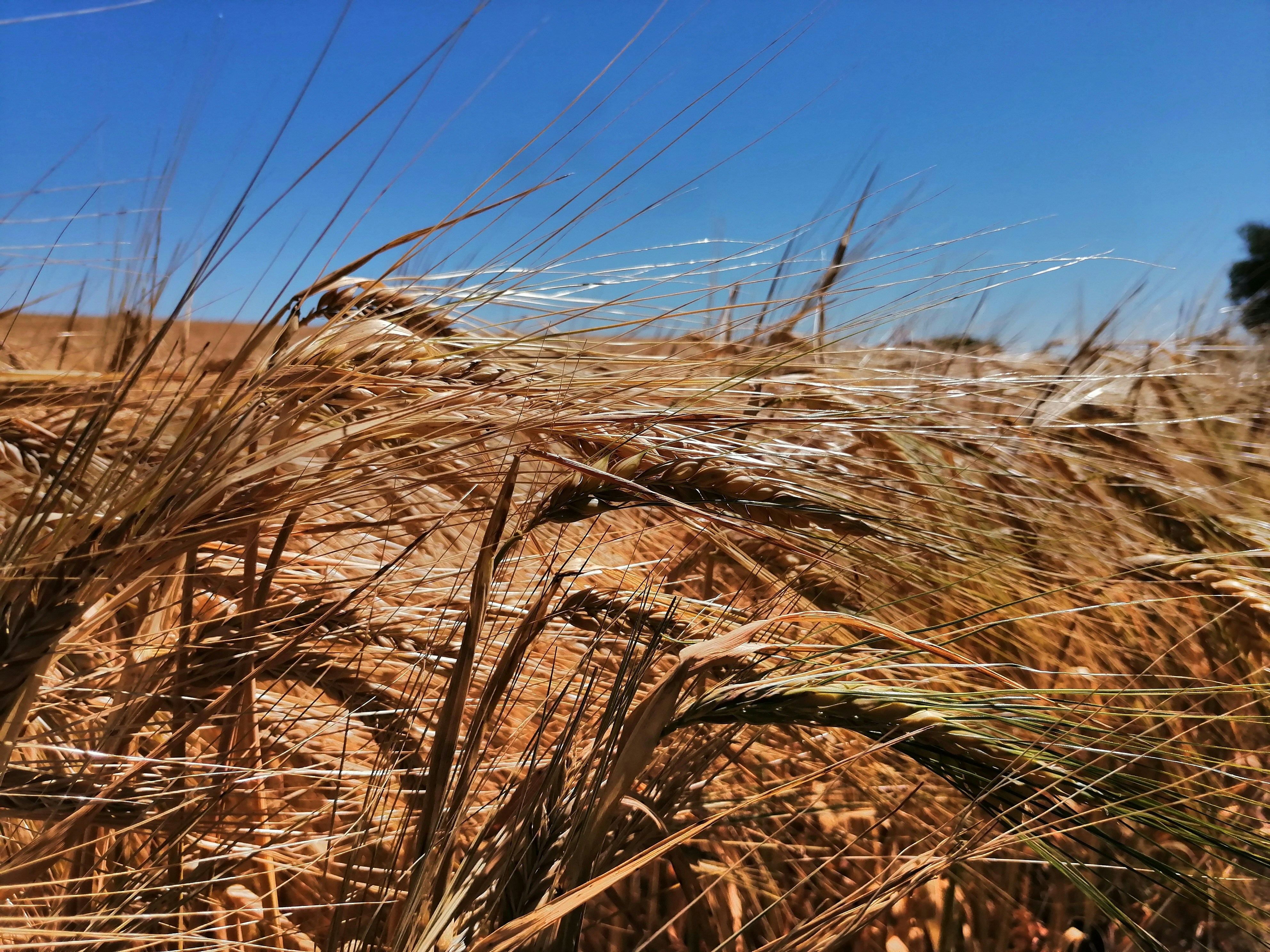 Golden Seabed: A Field of Whispering Wheat Under a Cerulean Sky