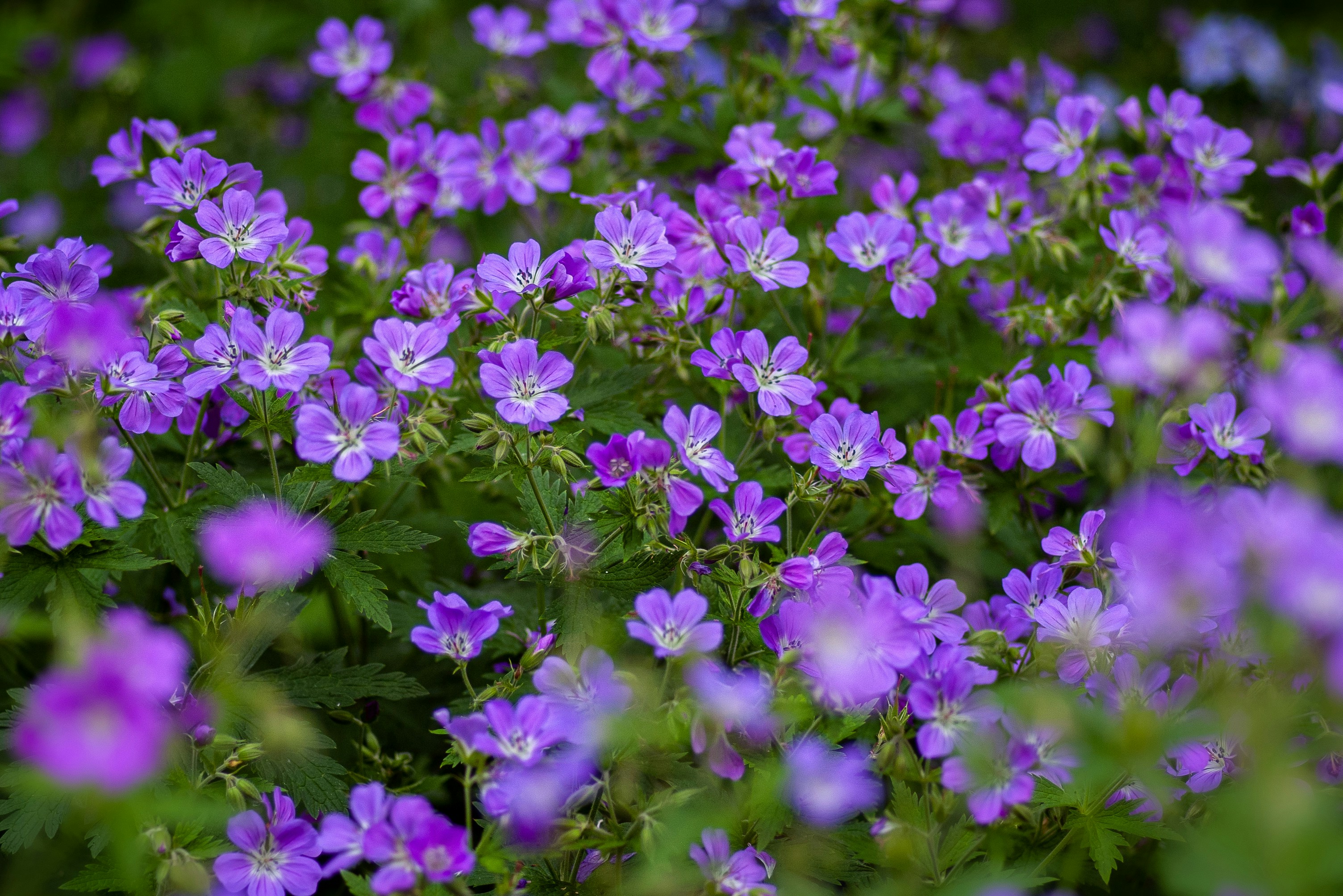 Vibrant clusters of purple flowers create a lush tapestry, showcasing nature's delicate beauty in full bloom.