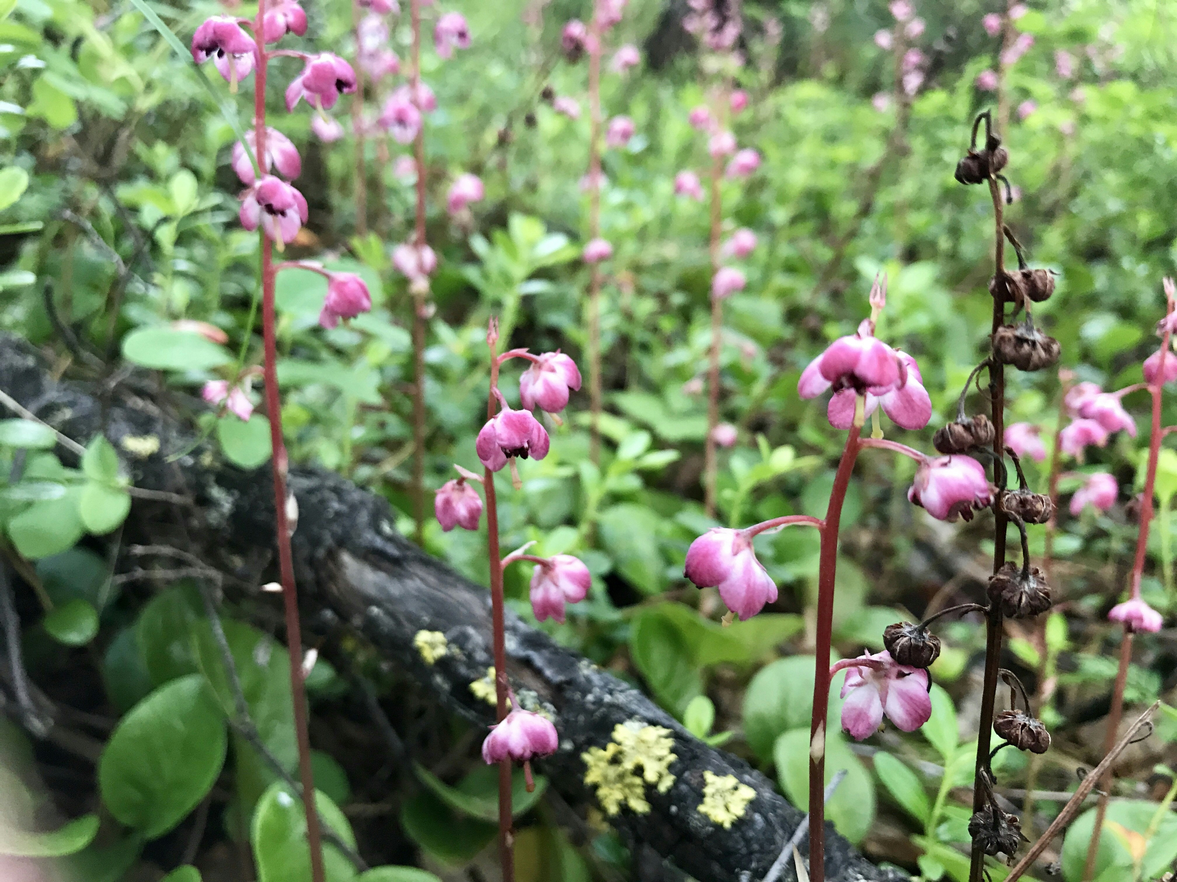 Fleur pétale rose photo – Photo Teya Gratuite sur Unsplash