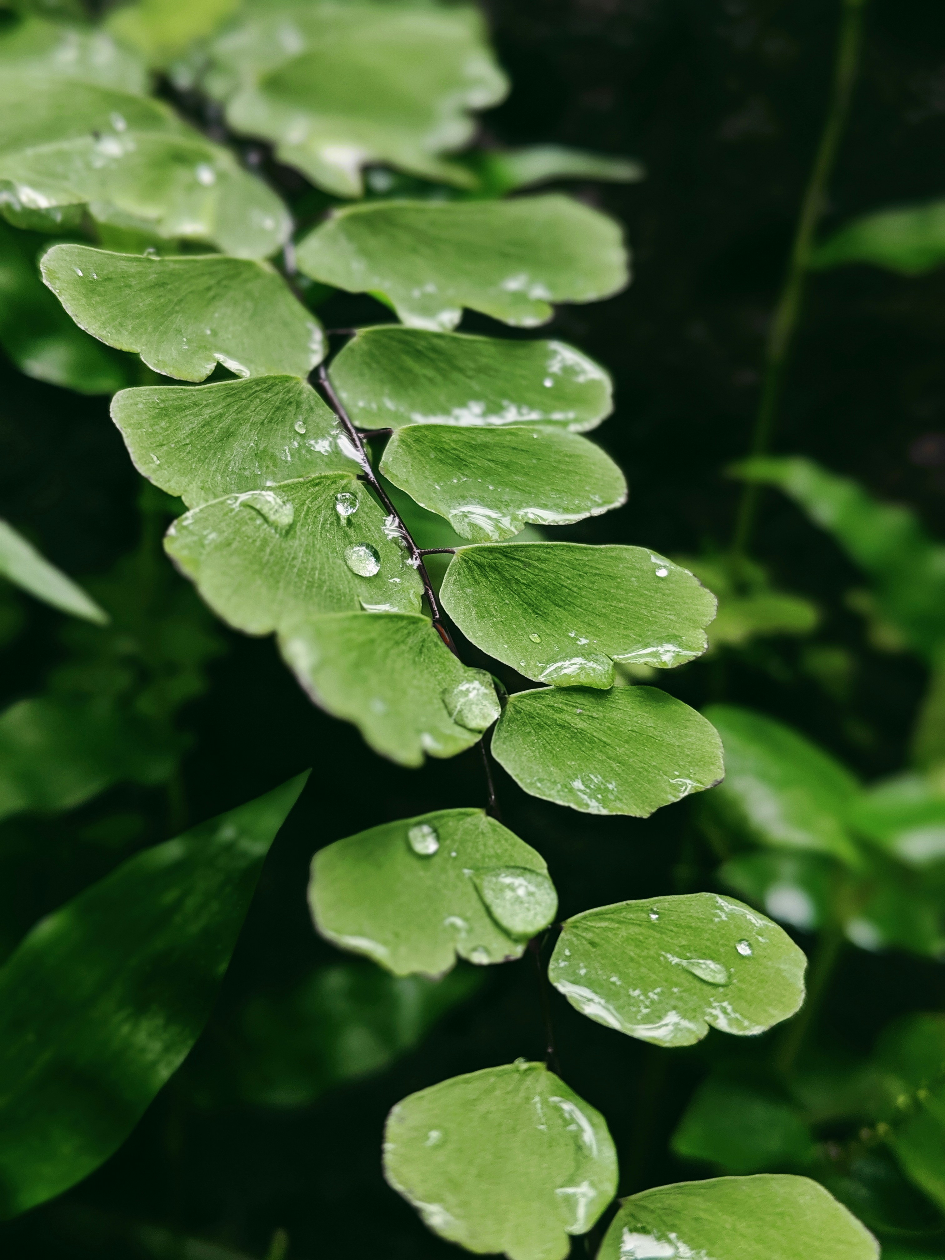 Close-up of a fern leaf adorned with droplets of water, showcasing the intricate texture and vibrant green hues.