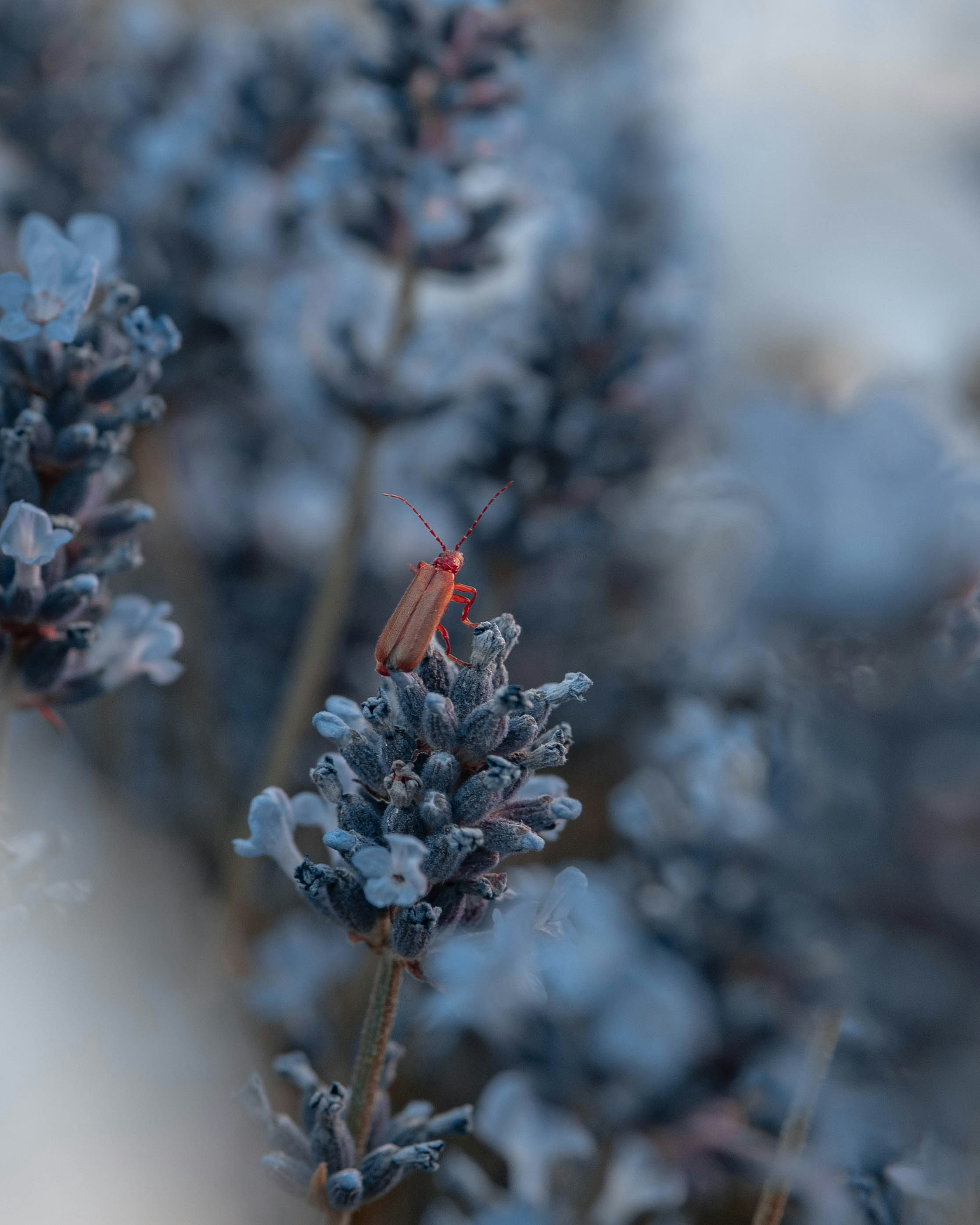 Crimson Beetle on a Frost-Kissed Lavender Spike