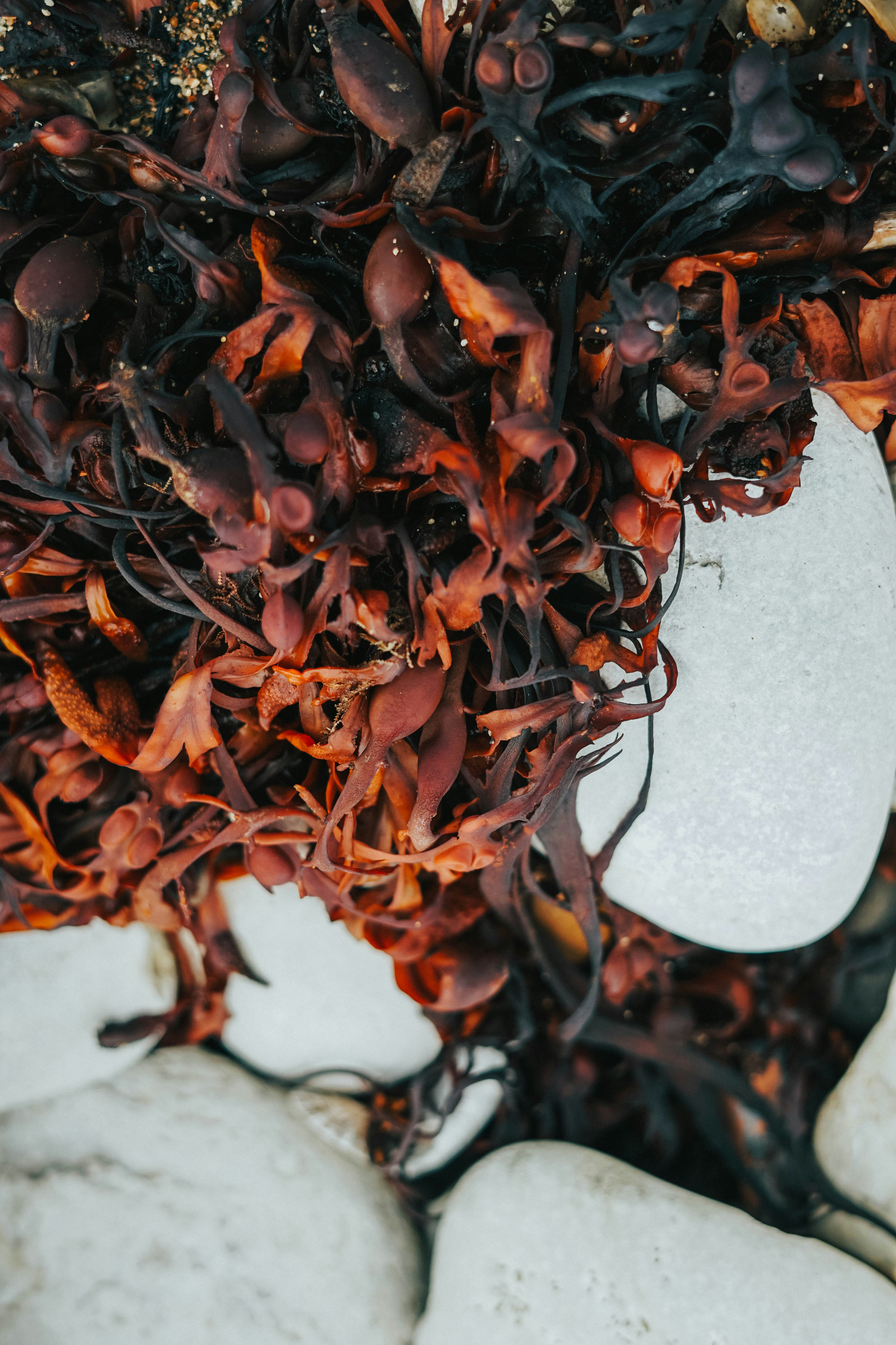 Crimson Seaweed Among Smooth Pebbles
