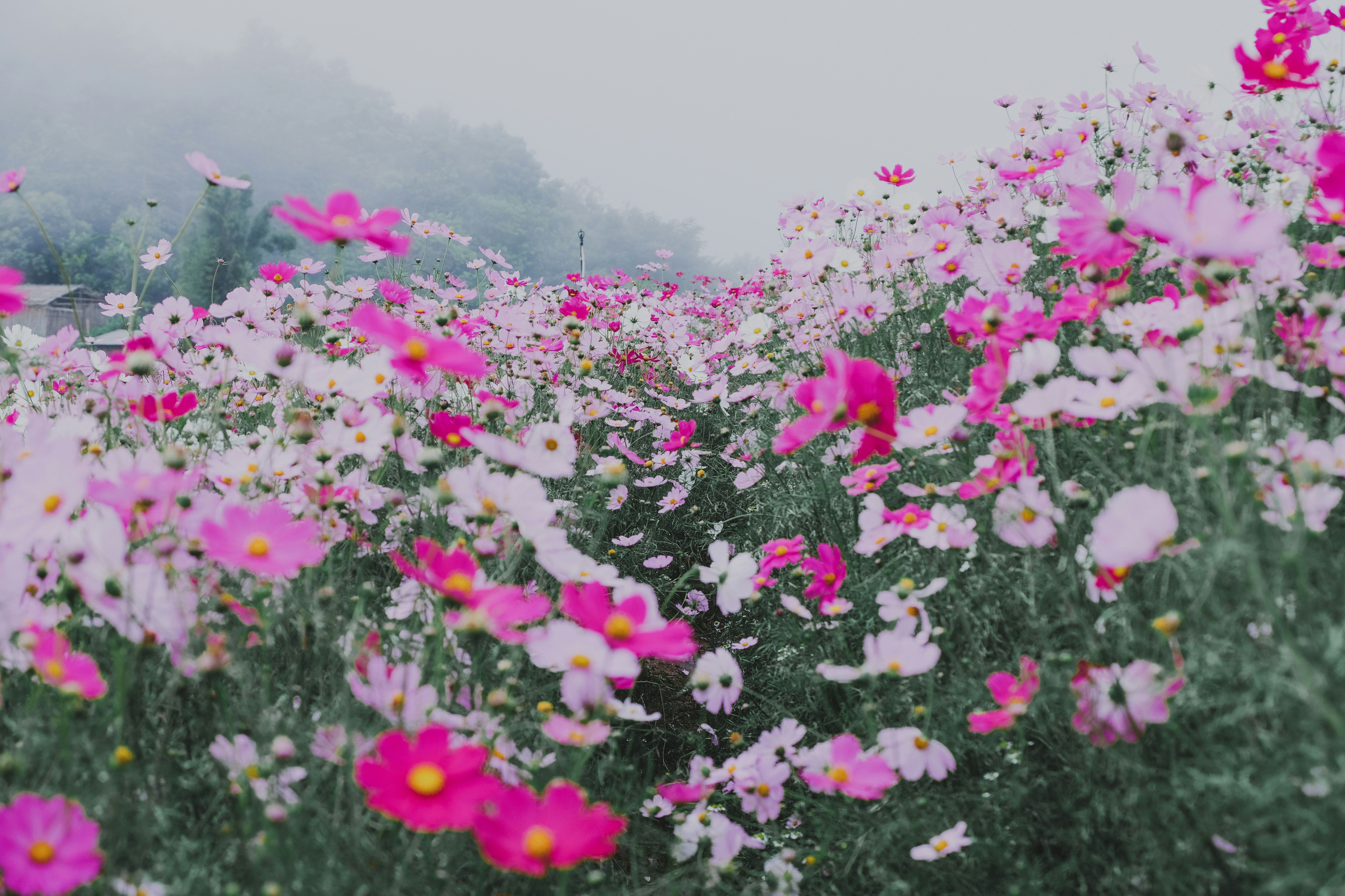 Mist-Draped Cosmos: Pink-White Blooms Across the Meadow