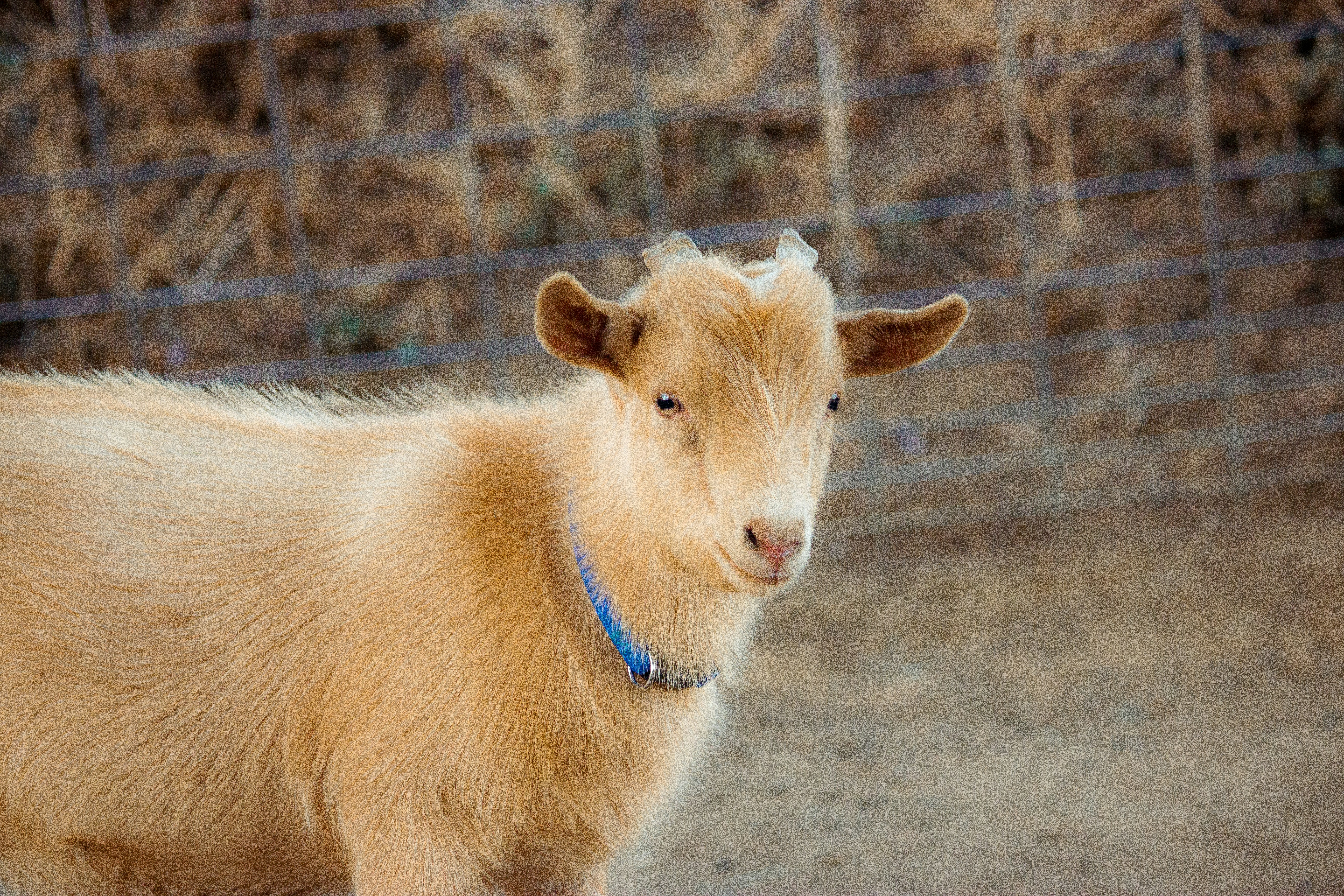brown goat standing on floor