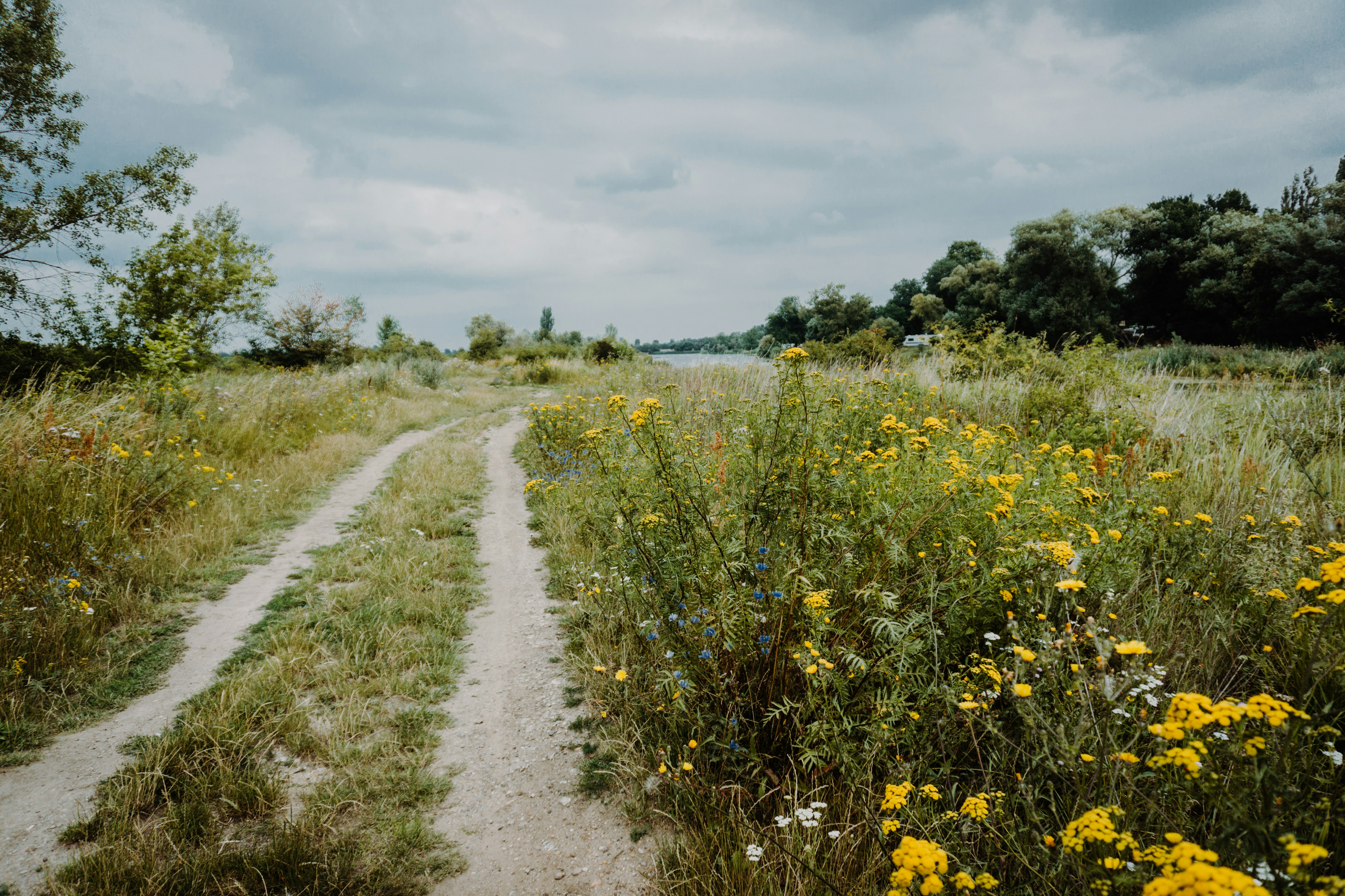 Meandering dirt path surrounded by vibrant wildflowers and lush greenery under a moody sky.