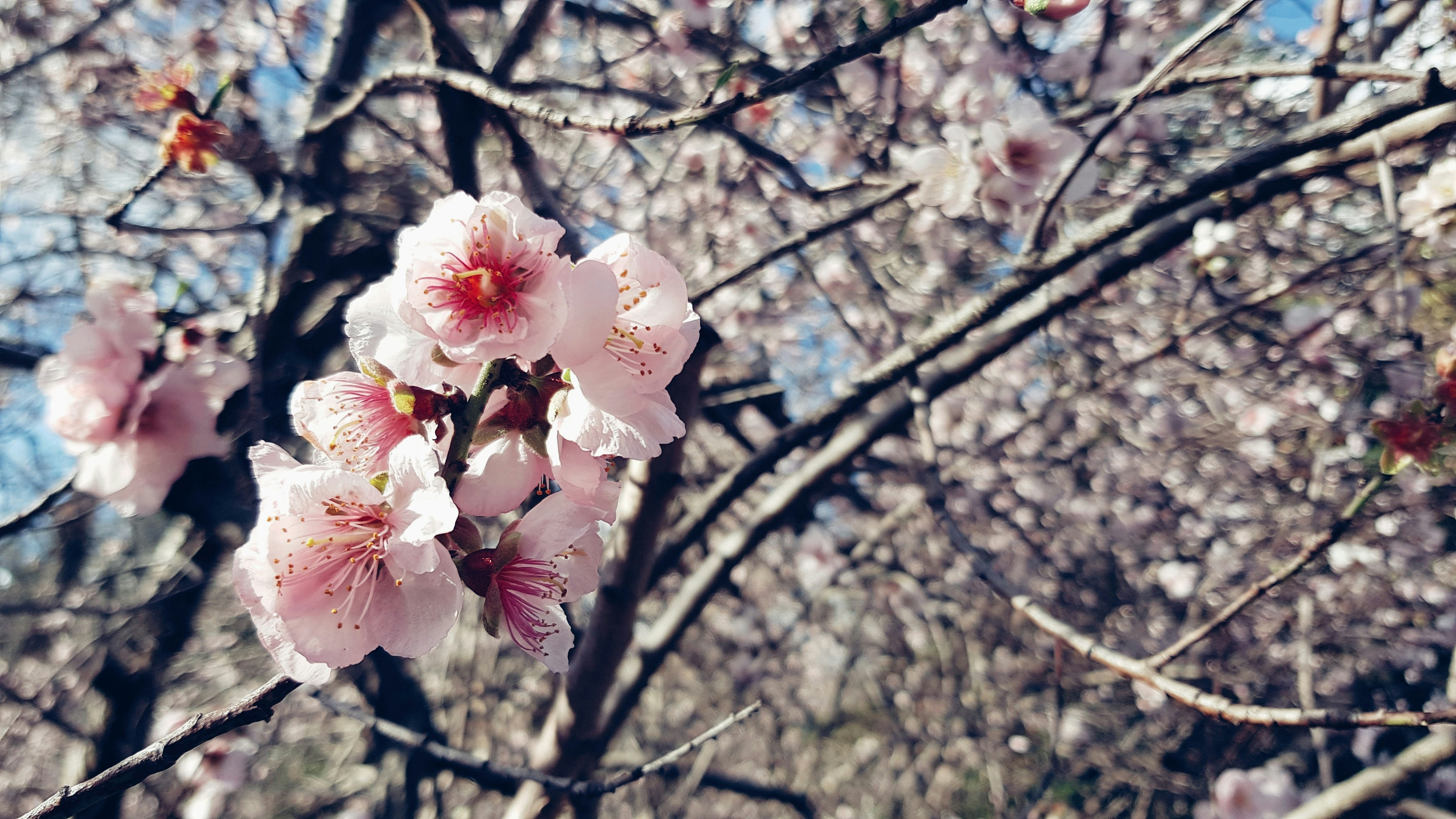 Blossoms in Spring's Embrace