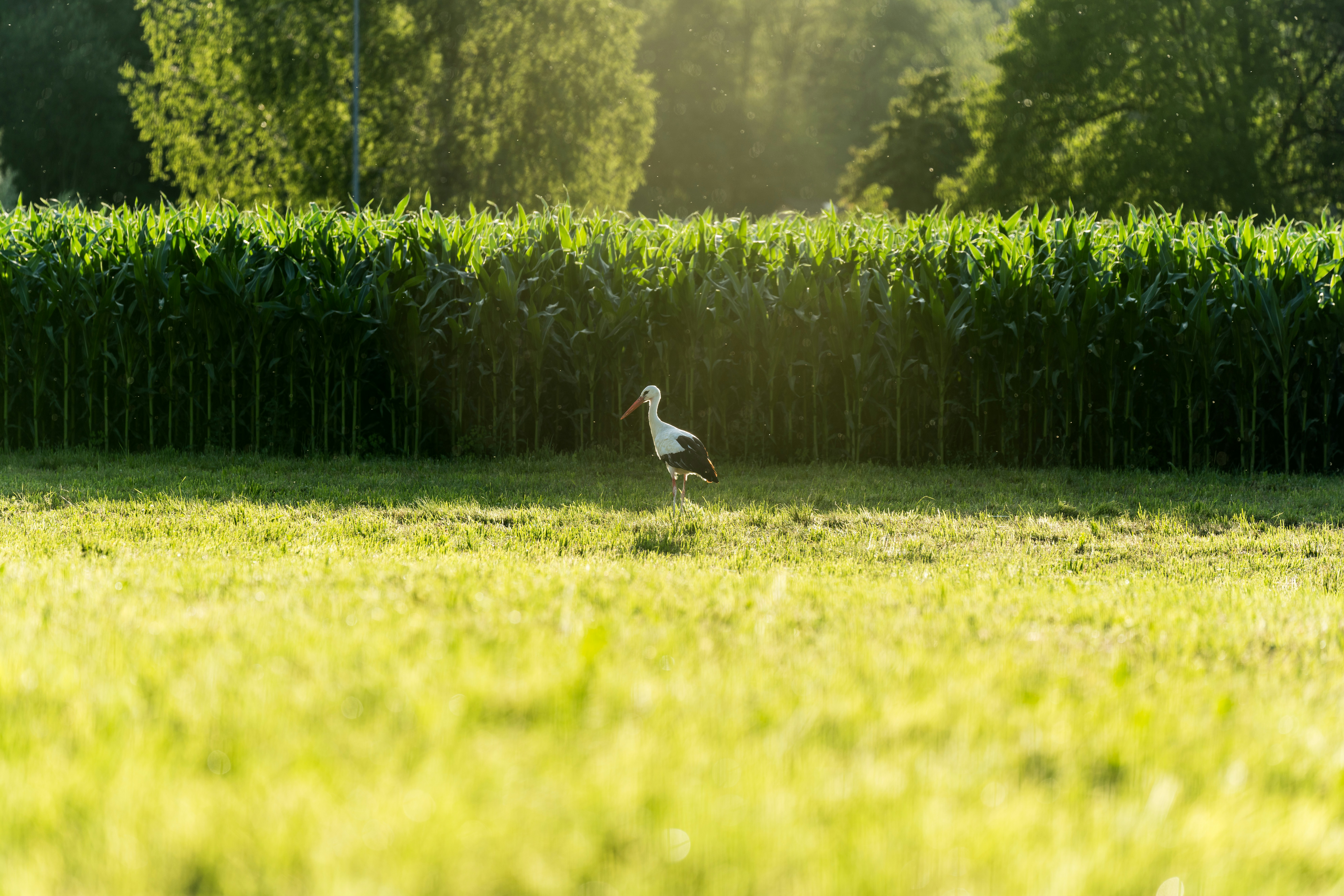 Lone Stork in a Sunlit Meadow Framed by a Dense Hedge