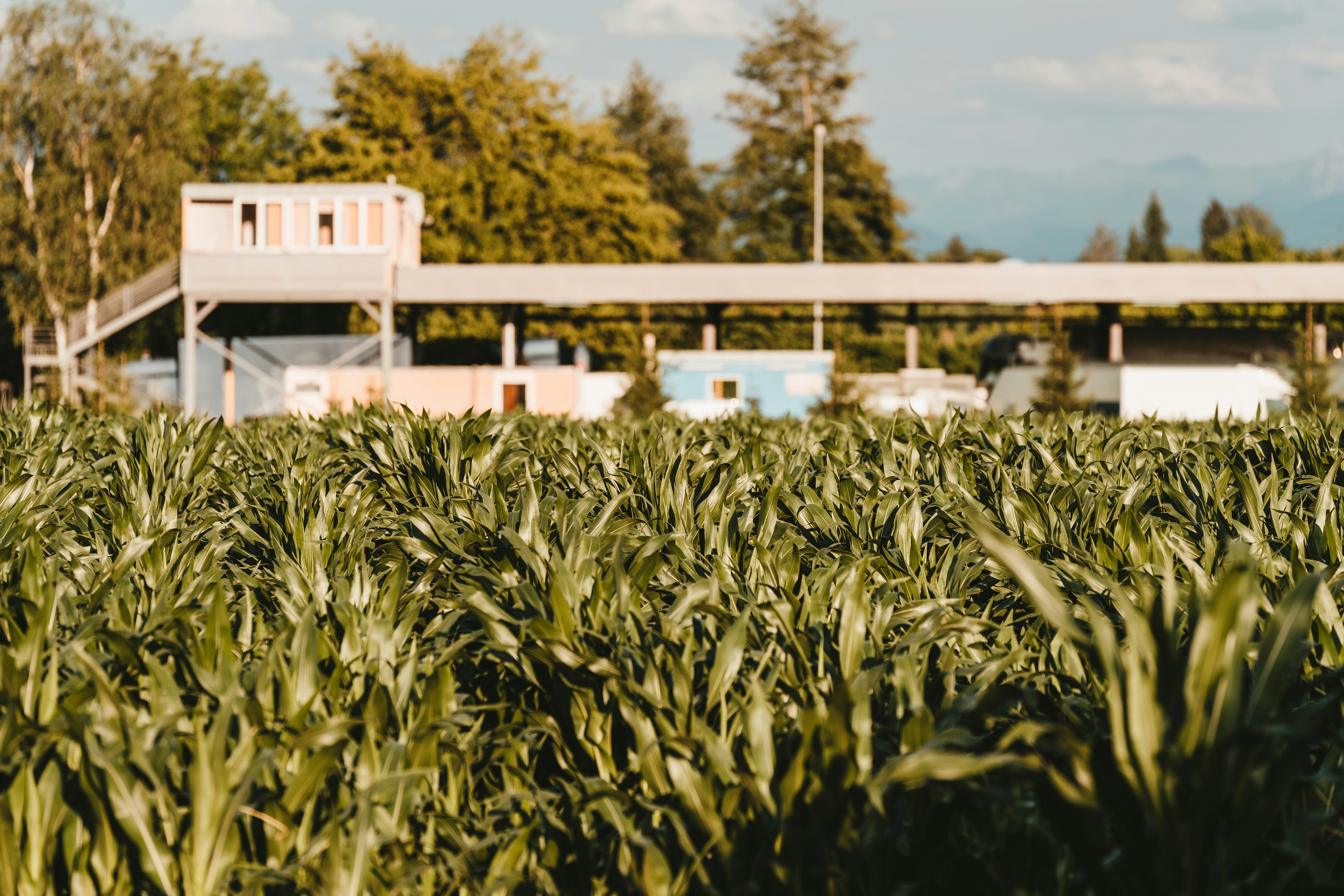 Lush cornfield stretches towards a rustic building under a clear sky, capturing the essence of agricultural tranquility.