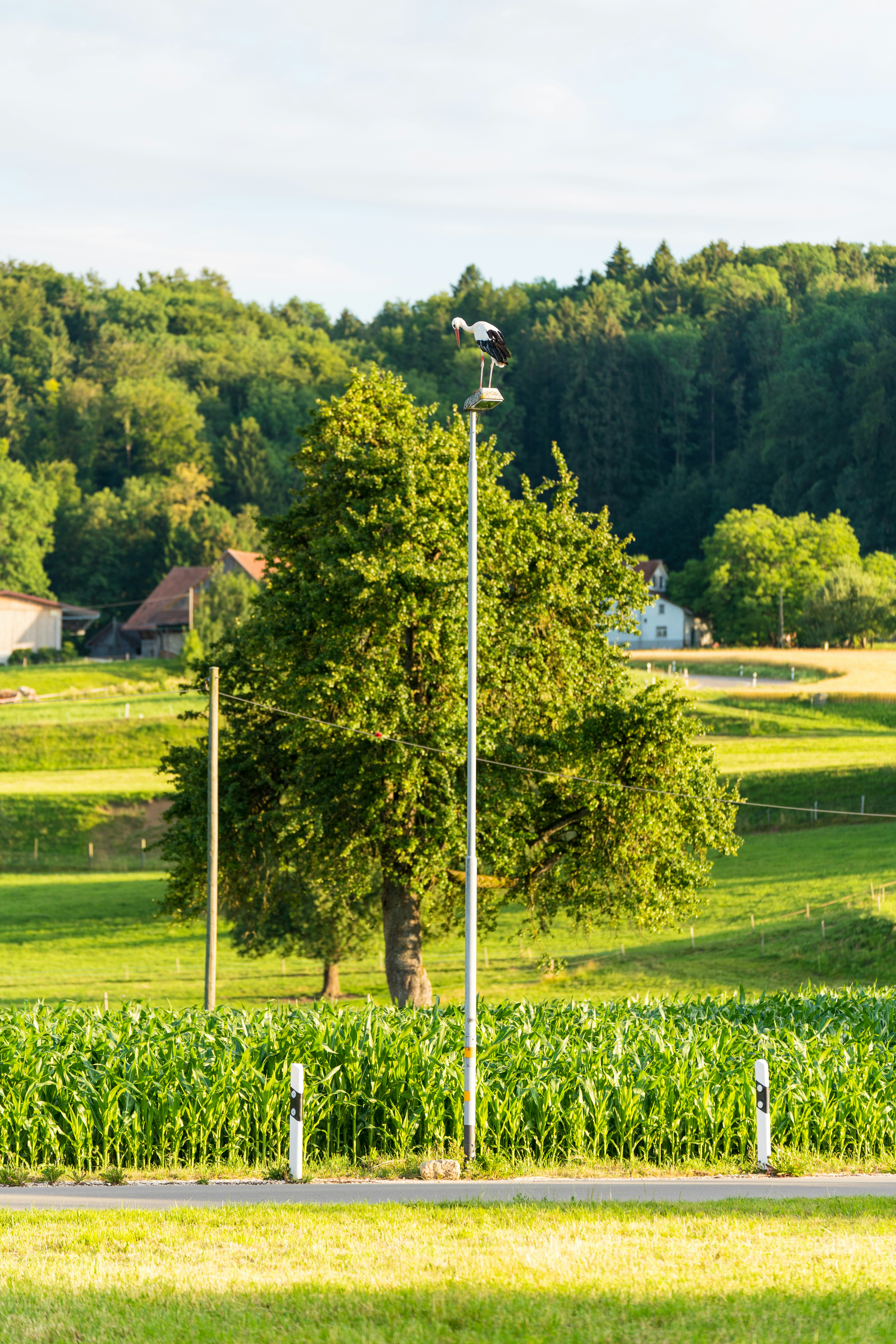 Pole-Top Sentinel Over a Quiet Farmland
