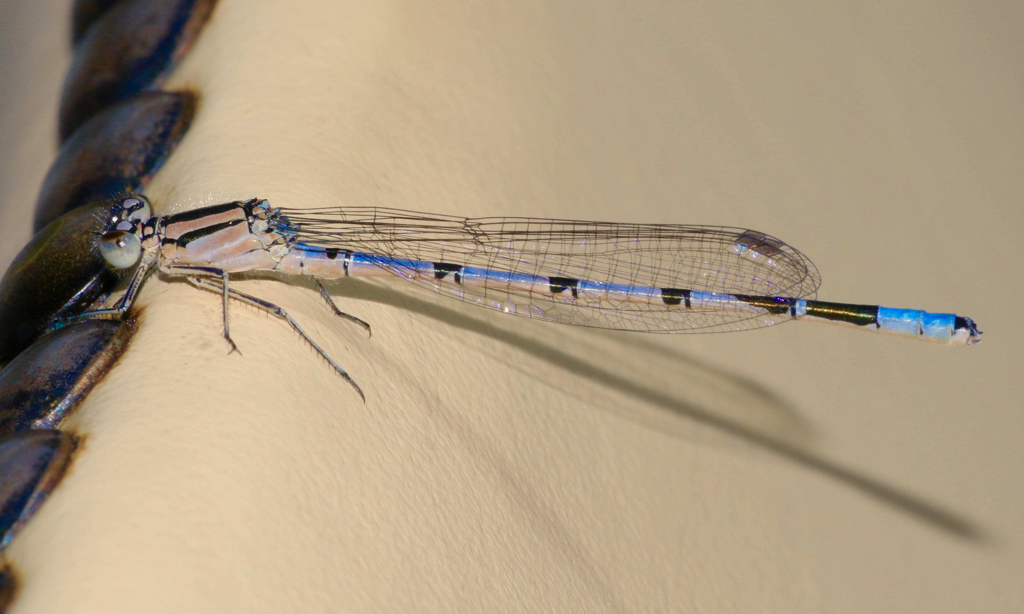 Blue and grey damsel fly on white textile photo – Free Brown Image on ...