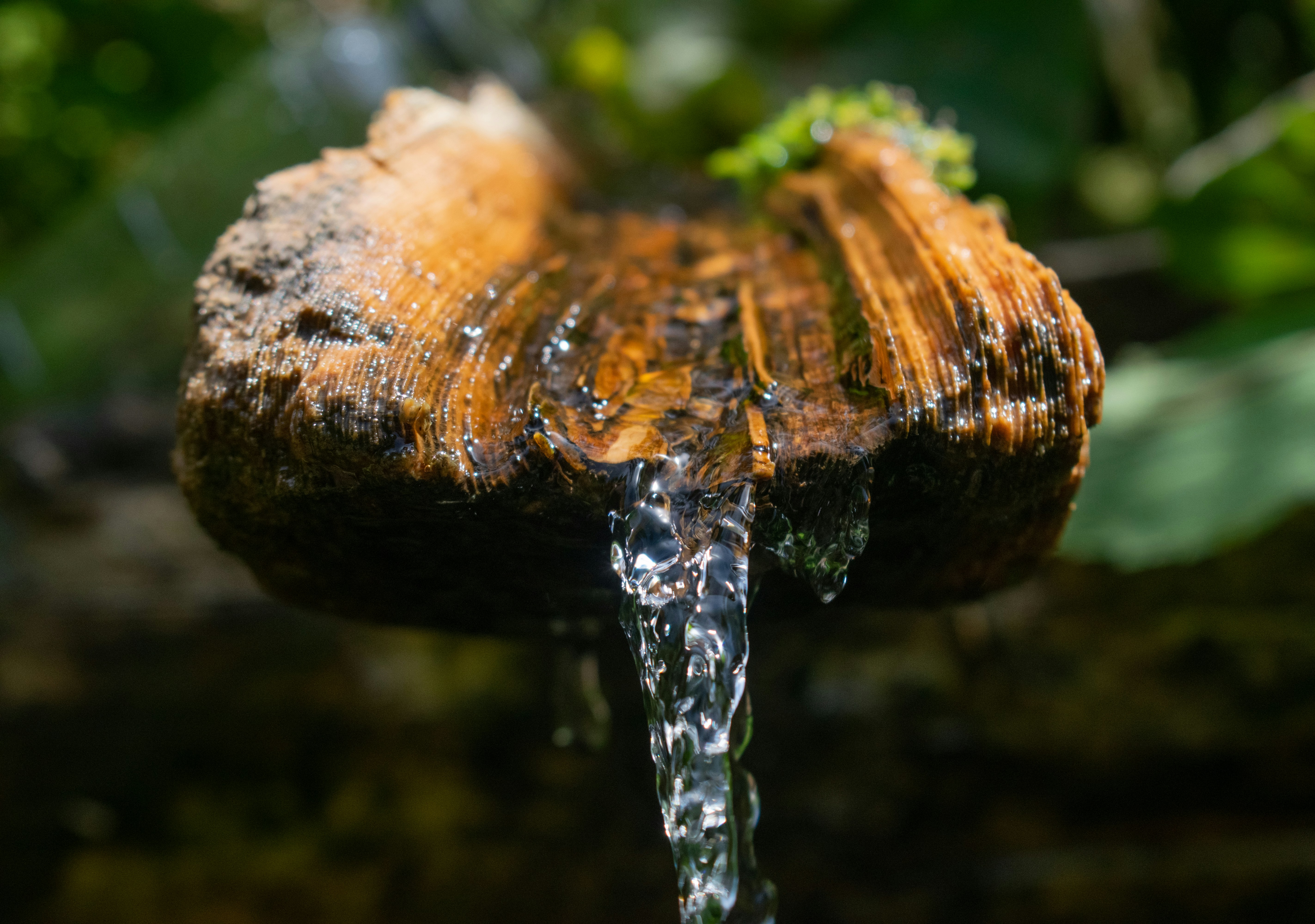 Forest Cap Cascade: Water Tracing the Edge of Weathered Wood