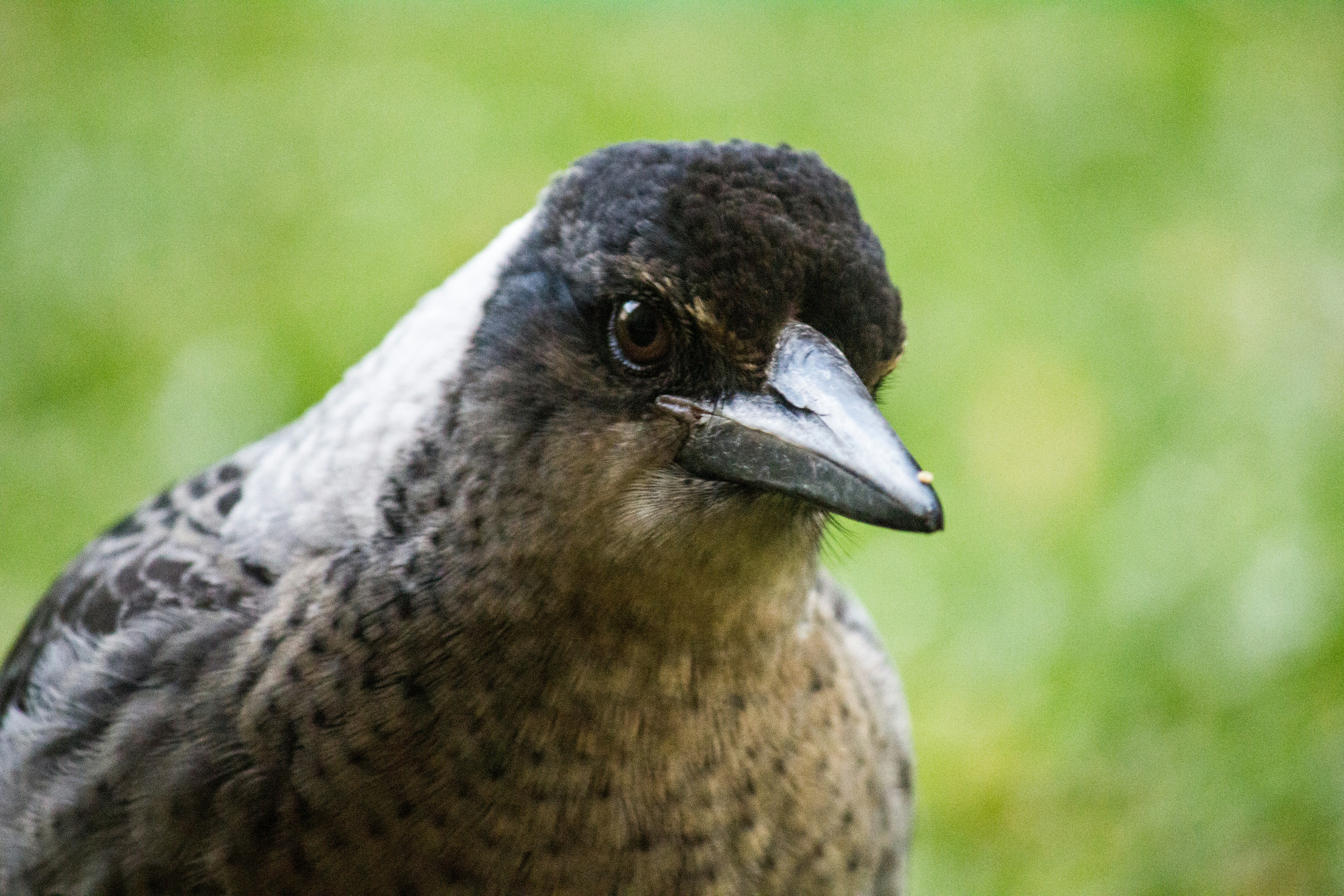 Watchful Hooded Crow: close-up study against a grassy backdrop